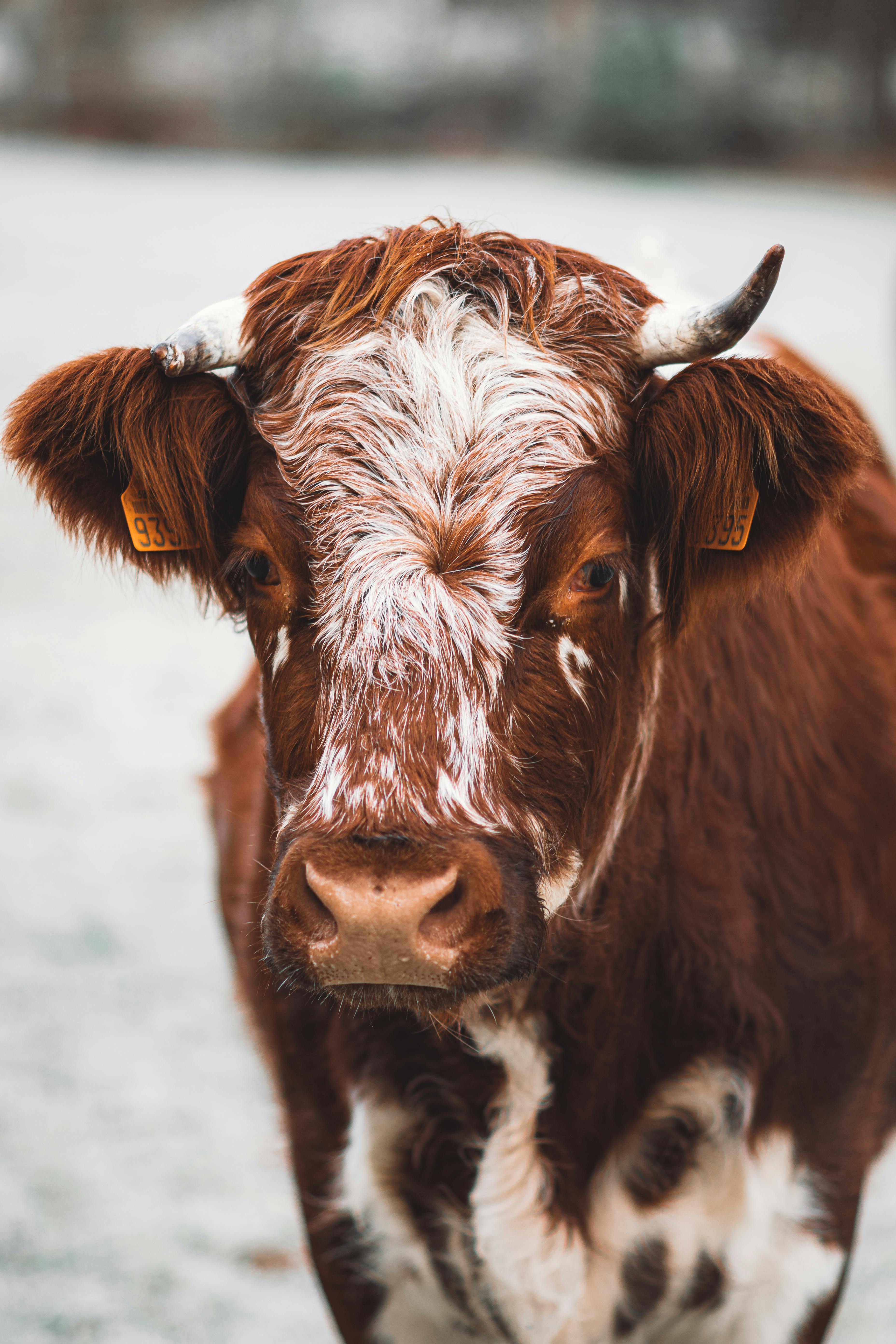 Close-up View of Cow Head · Free Stock Photo