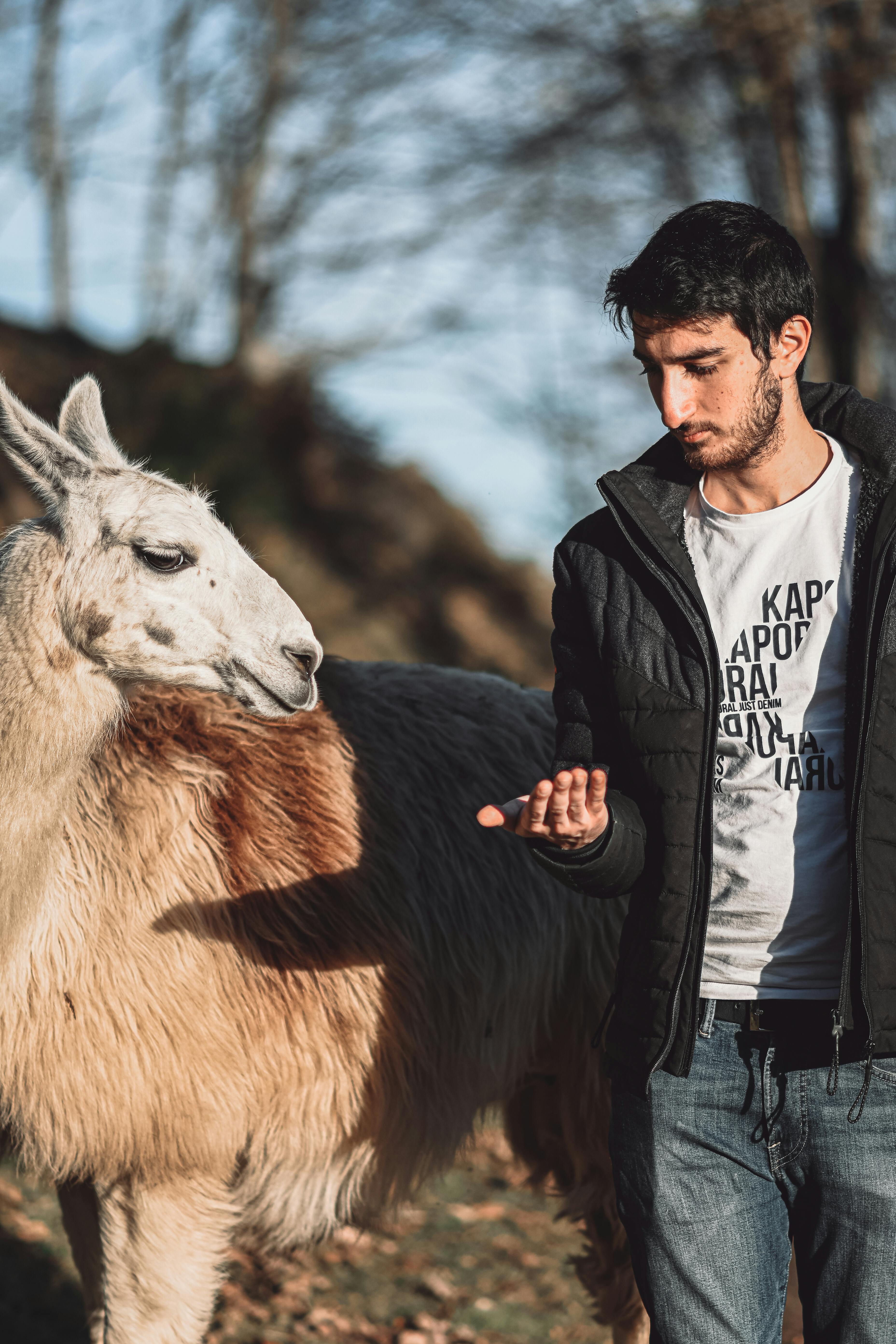 Man Llama Photos, Download The BEST Free Man Llama Stock Photos & HD Images
