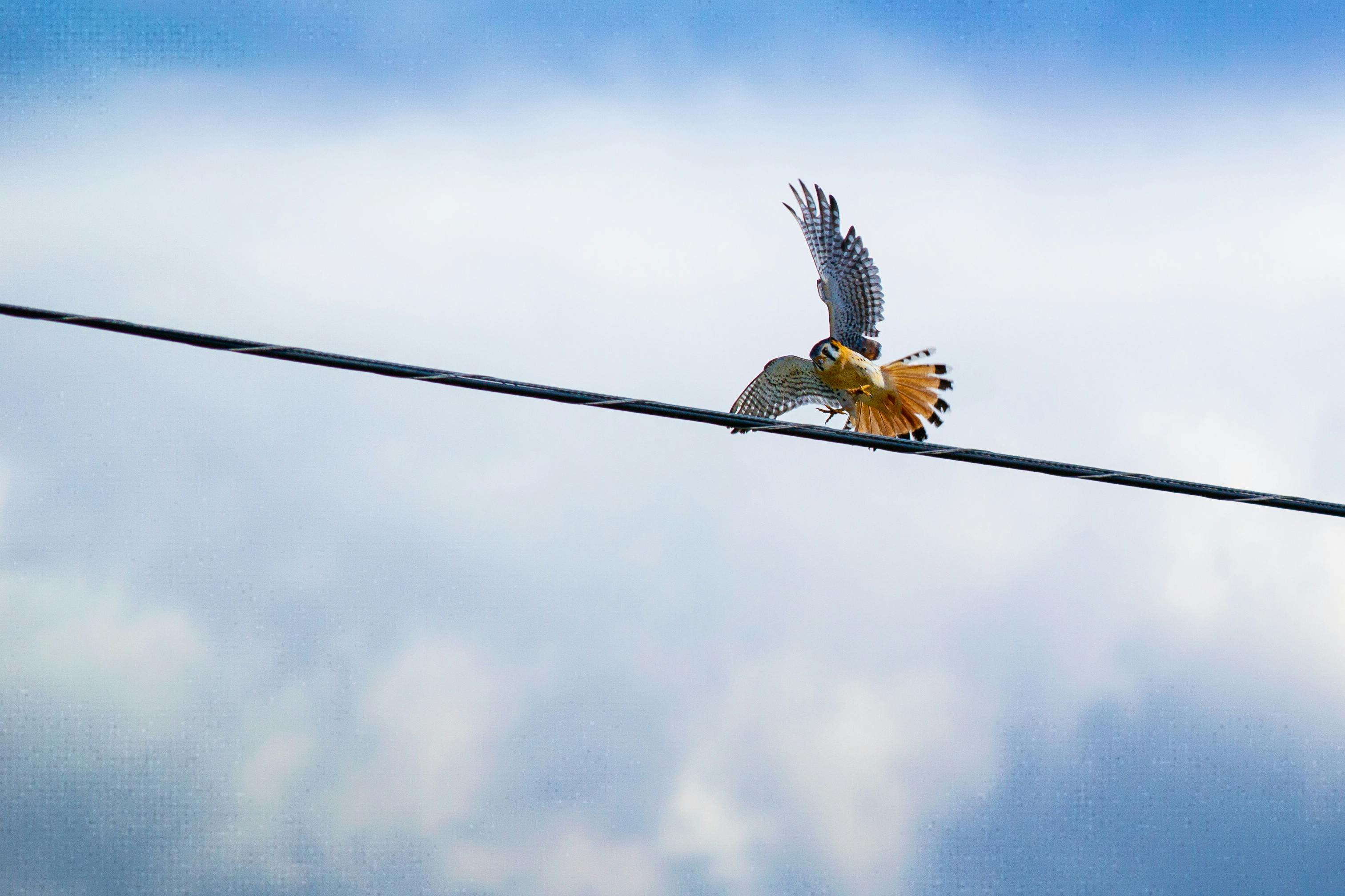 Red-tailed Hawk Flying over Black Cable · Free Stock Photo