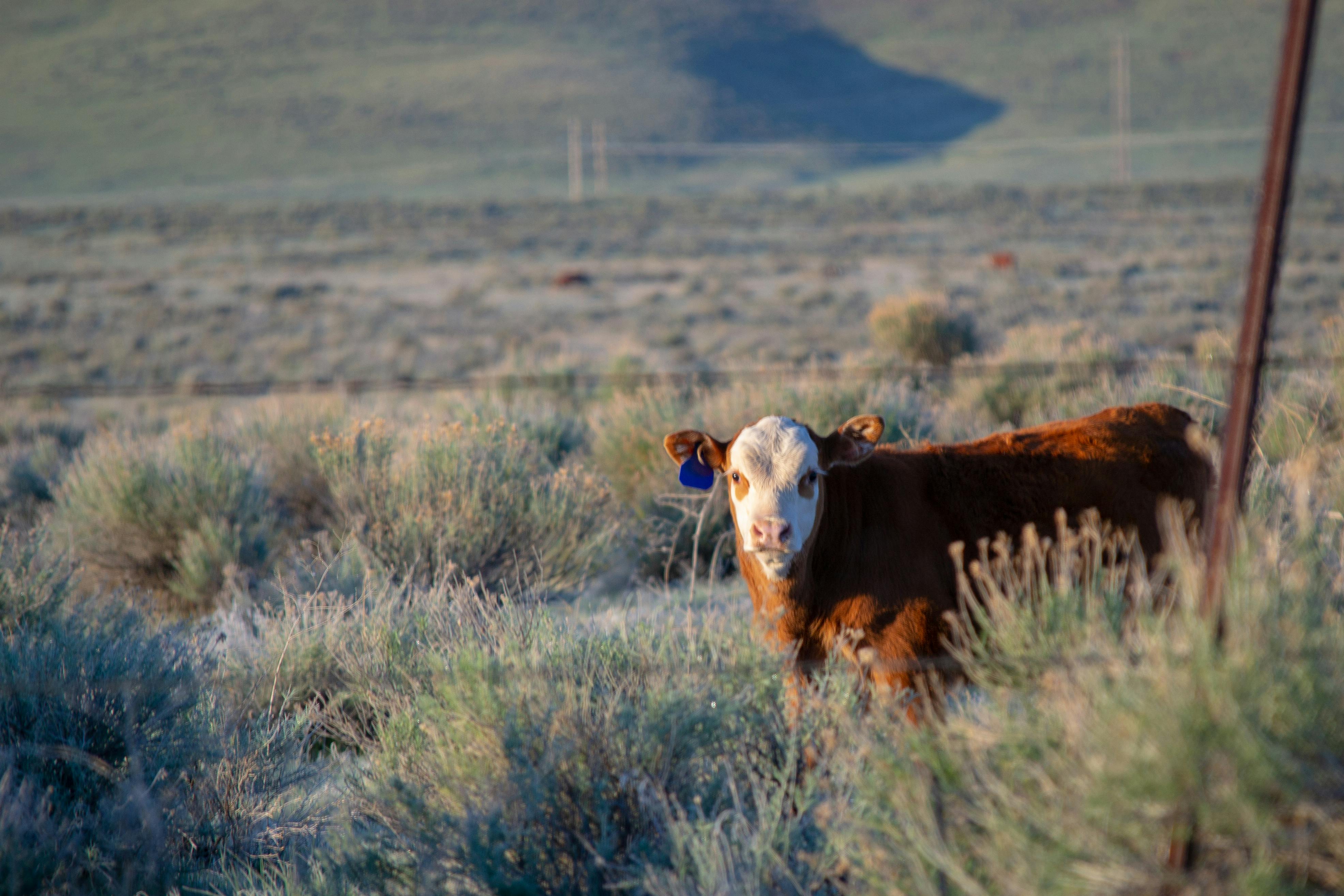 Portrait of Cow Standing in Pasture · Free Stock Photo