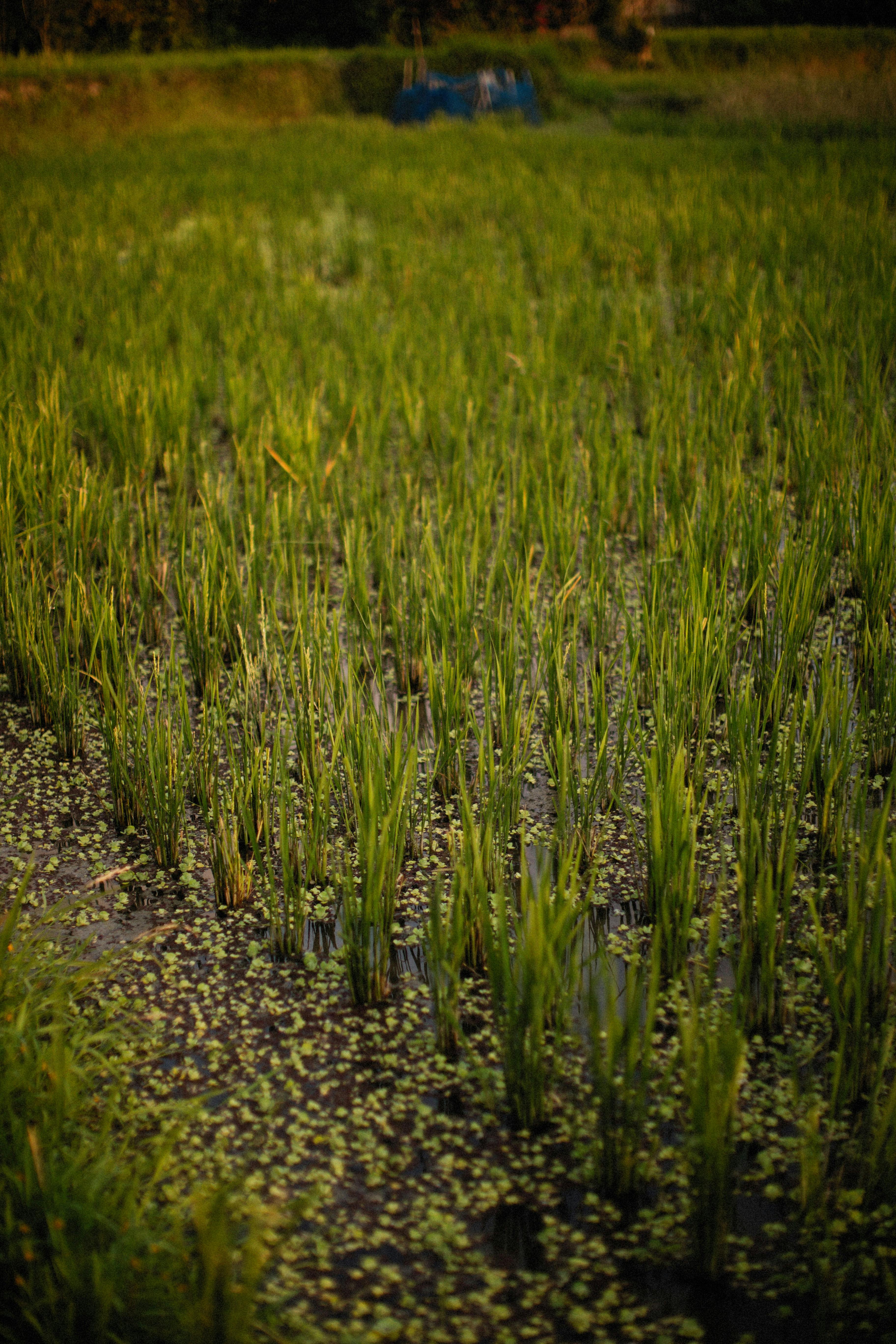 A Rice Field · Free Stock Photo
