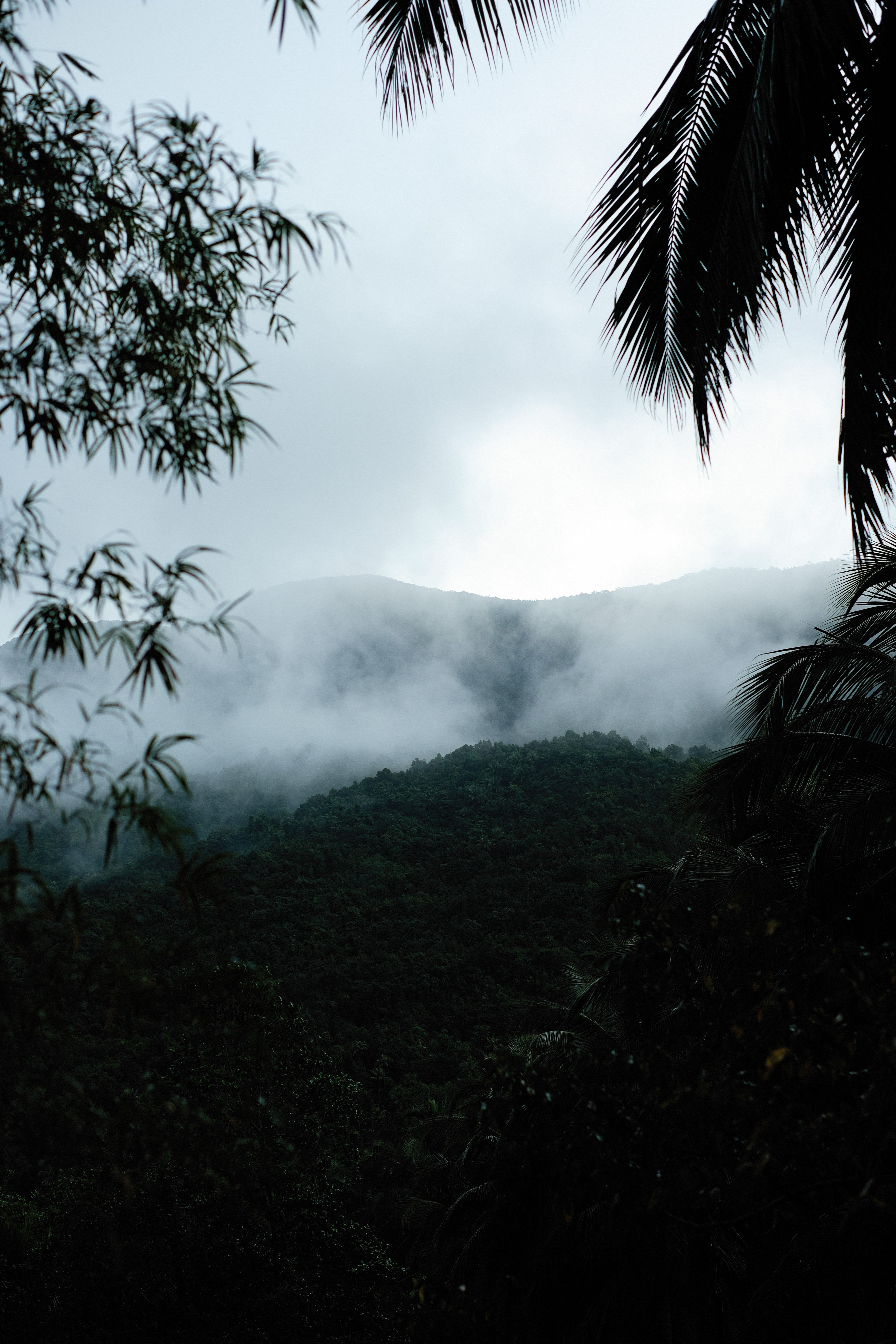 Pale Nature Backgrounds Tumblr