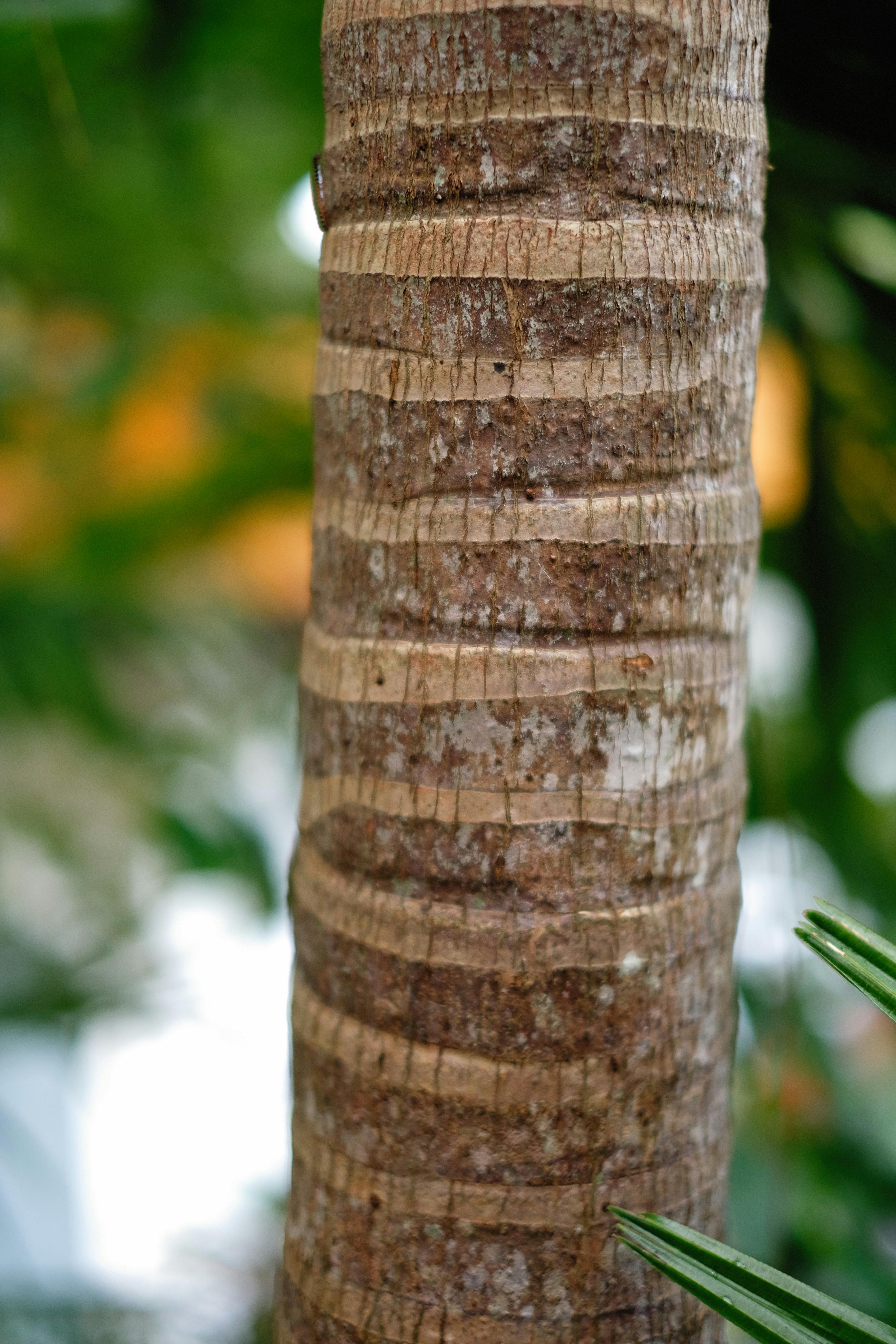 A Close-Up of a Brown Tree Trunk · Free Stock Photo