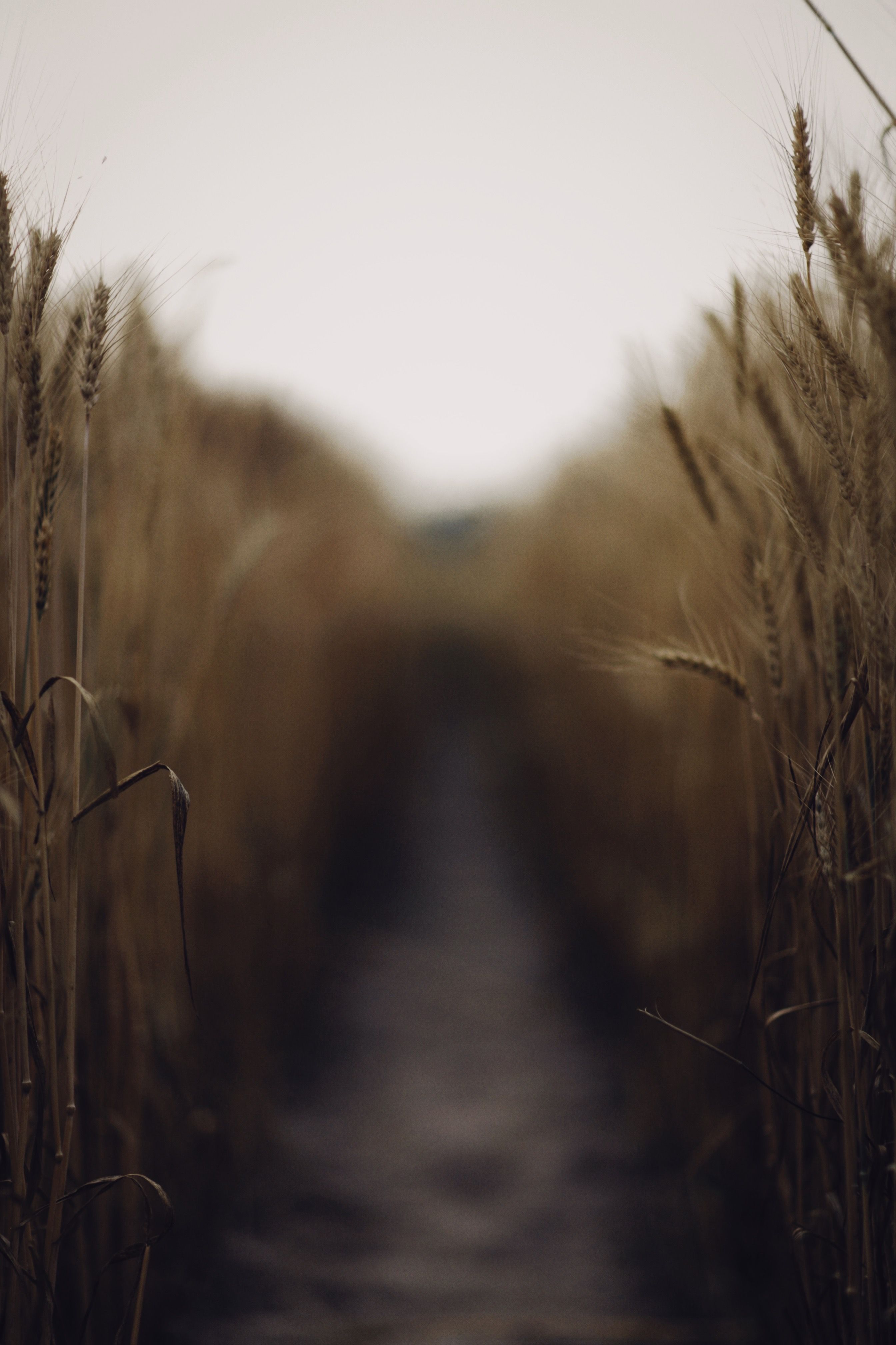 Close-Up Shot of Wheat · Free Stock Photo