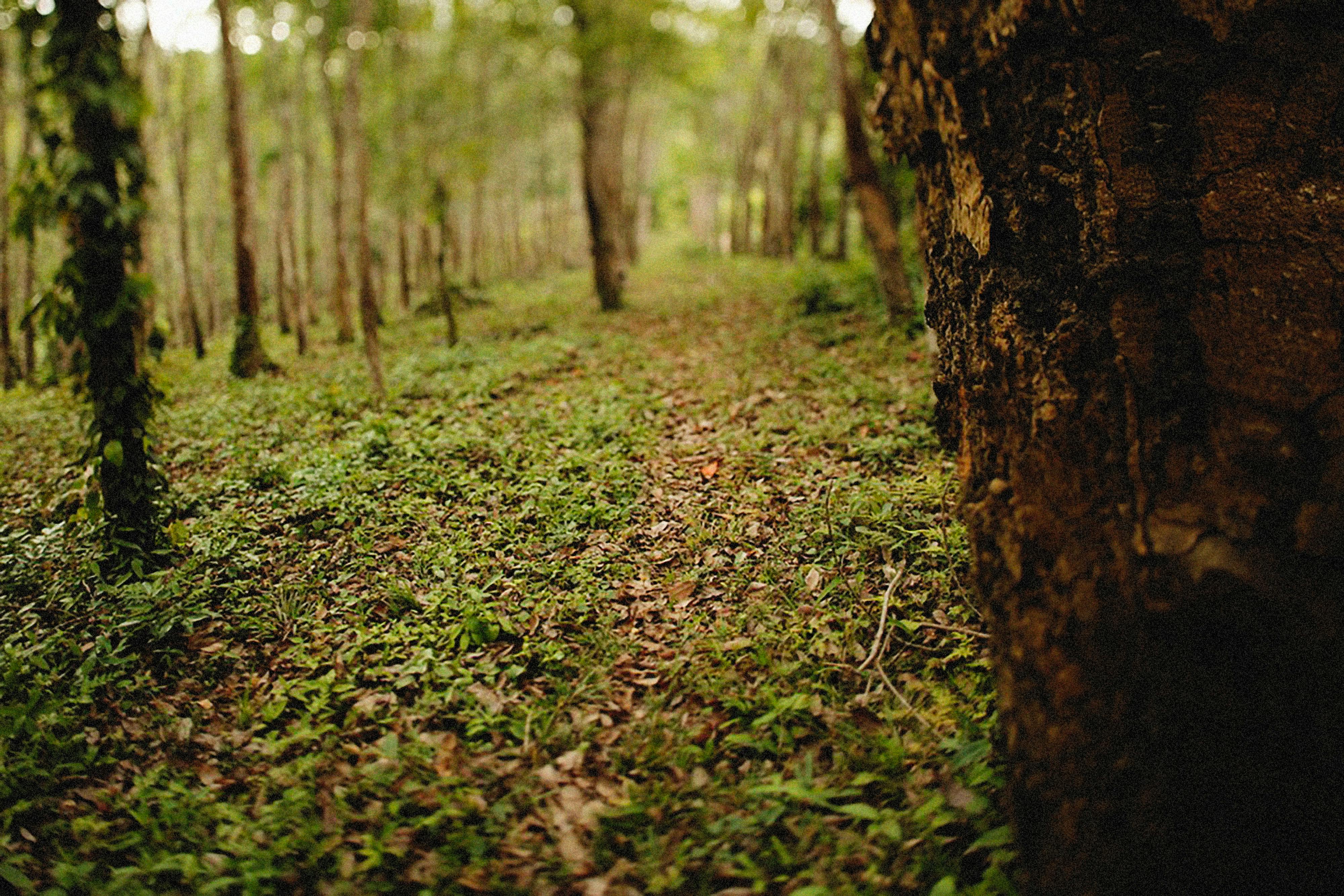 Green Grass in a Forest · Free Stock Photo