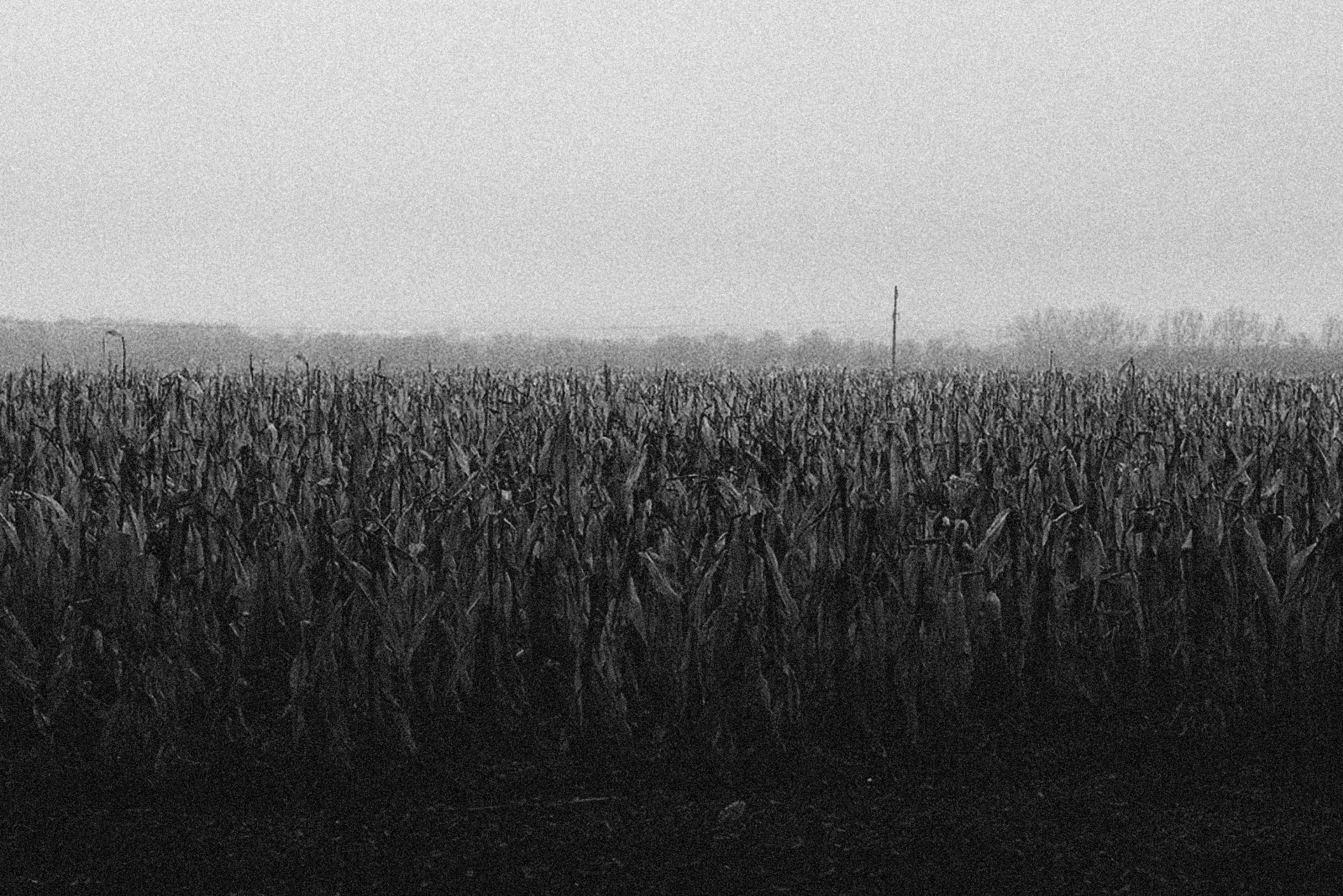 Old Cornfields Photos, Download The BEST Free Old Cornfields Stock ...