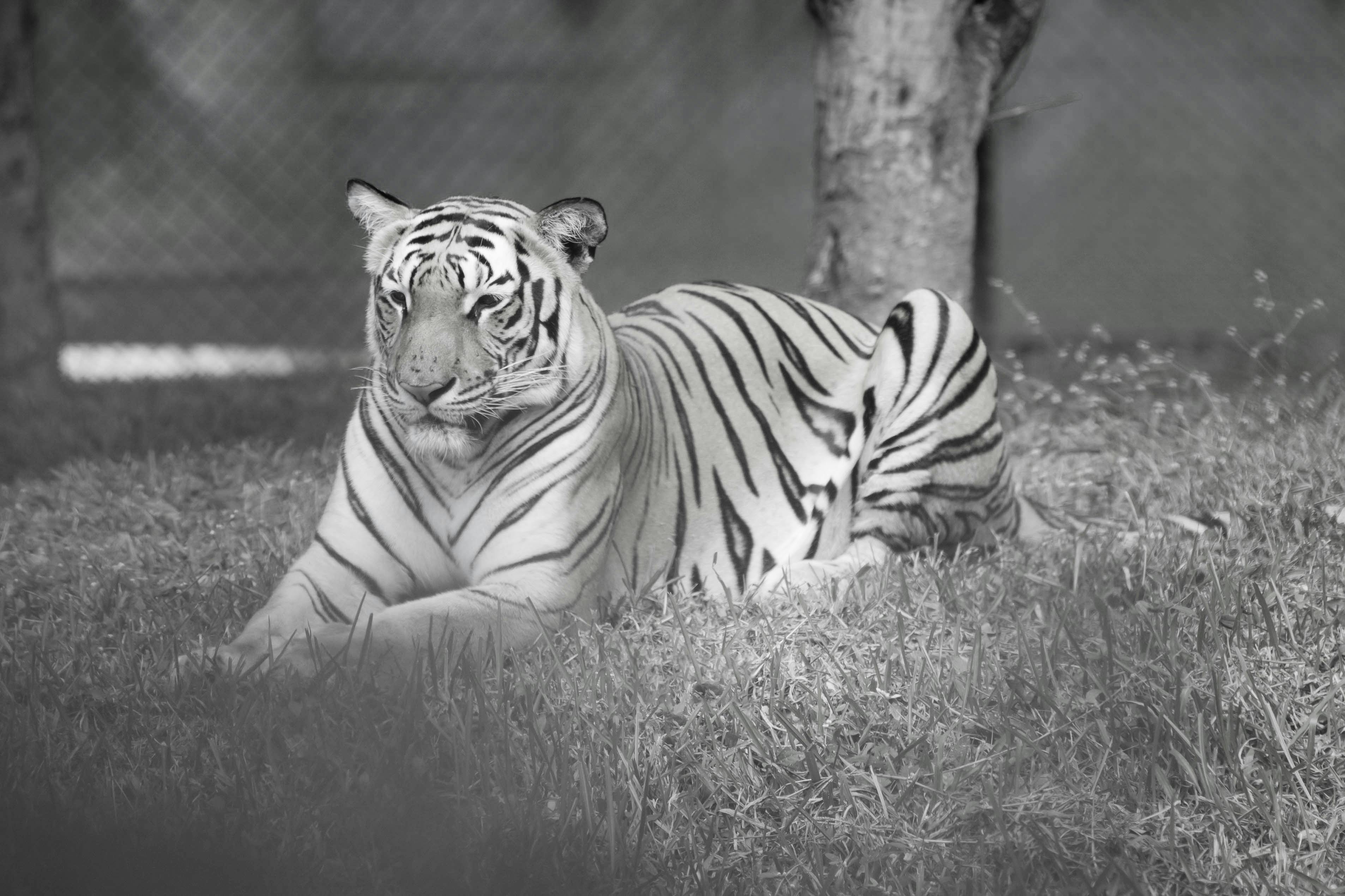 Grayscale Photo of Giraffes on a Zoo · Free Stock Photo