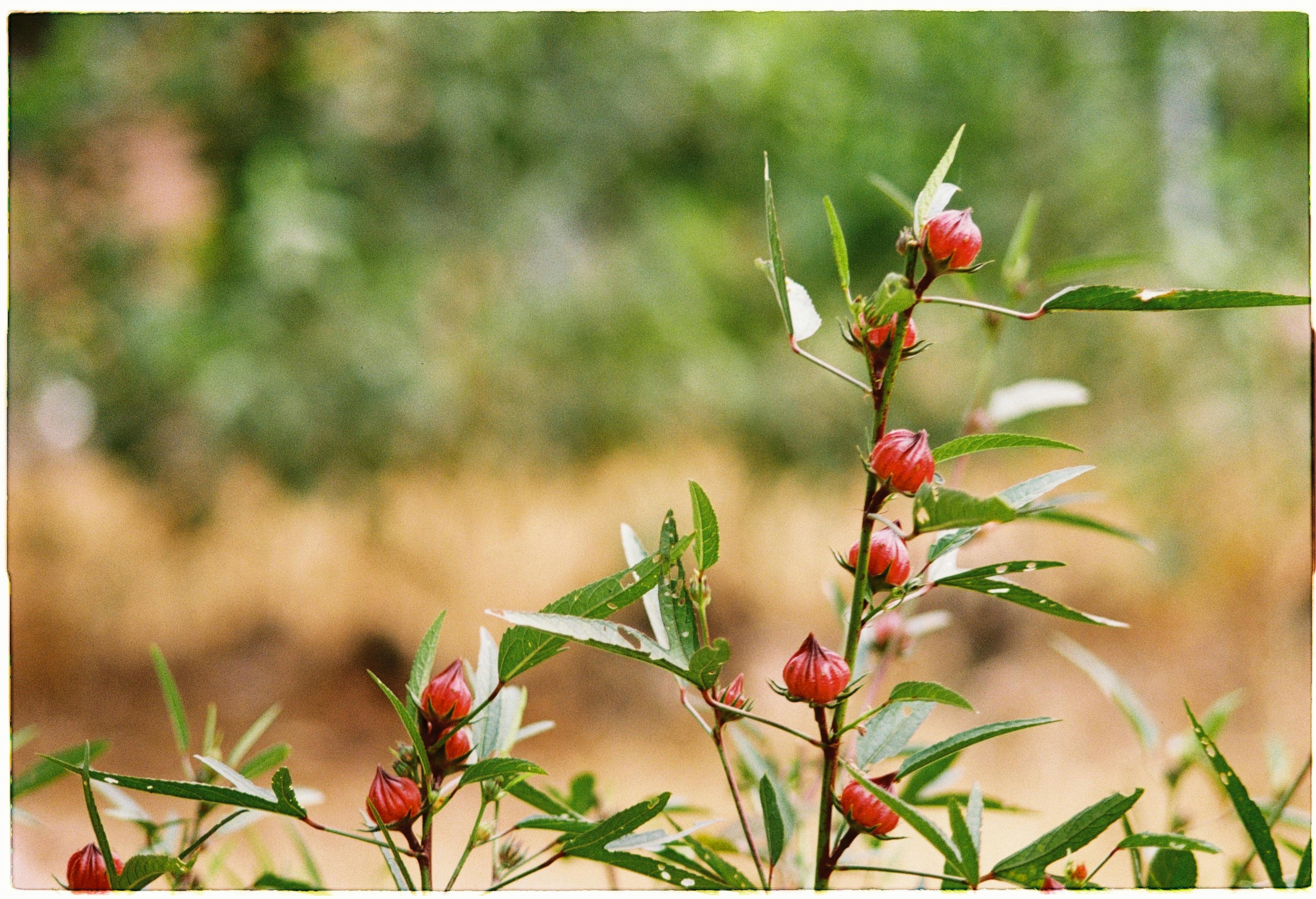 Roselle Photos, Download The BEST Free Roselle Stock Photos & HD Images