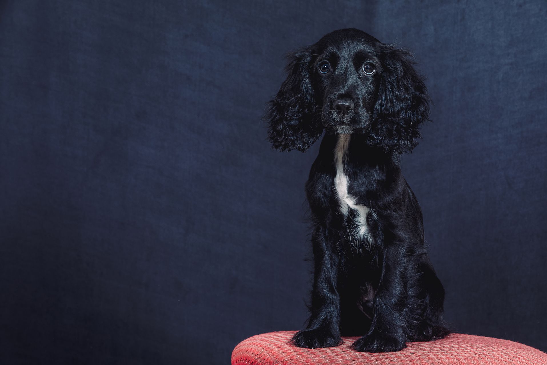 Discovering the Beauty of Black Cocker Spaniels
