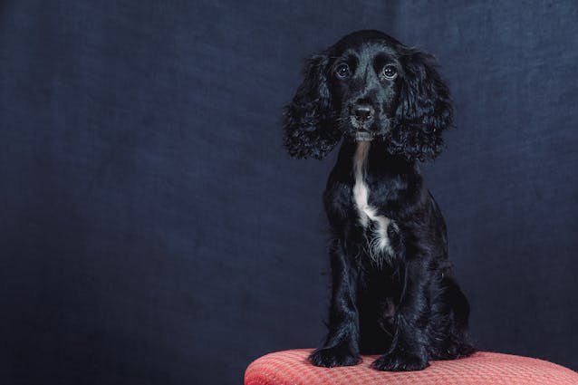 English Cocker Spaniel Grooming: Tips for Show and Home Care