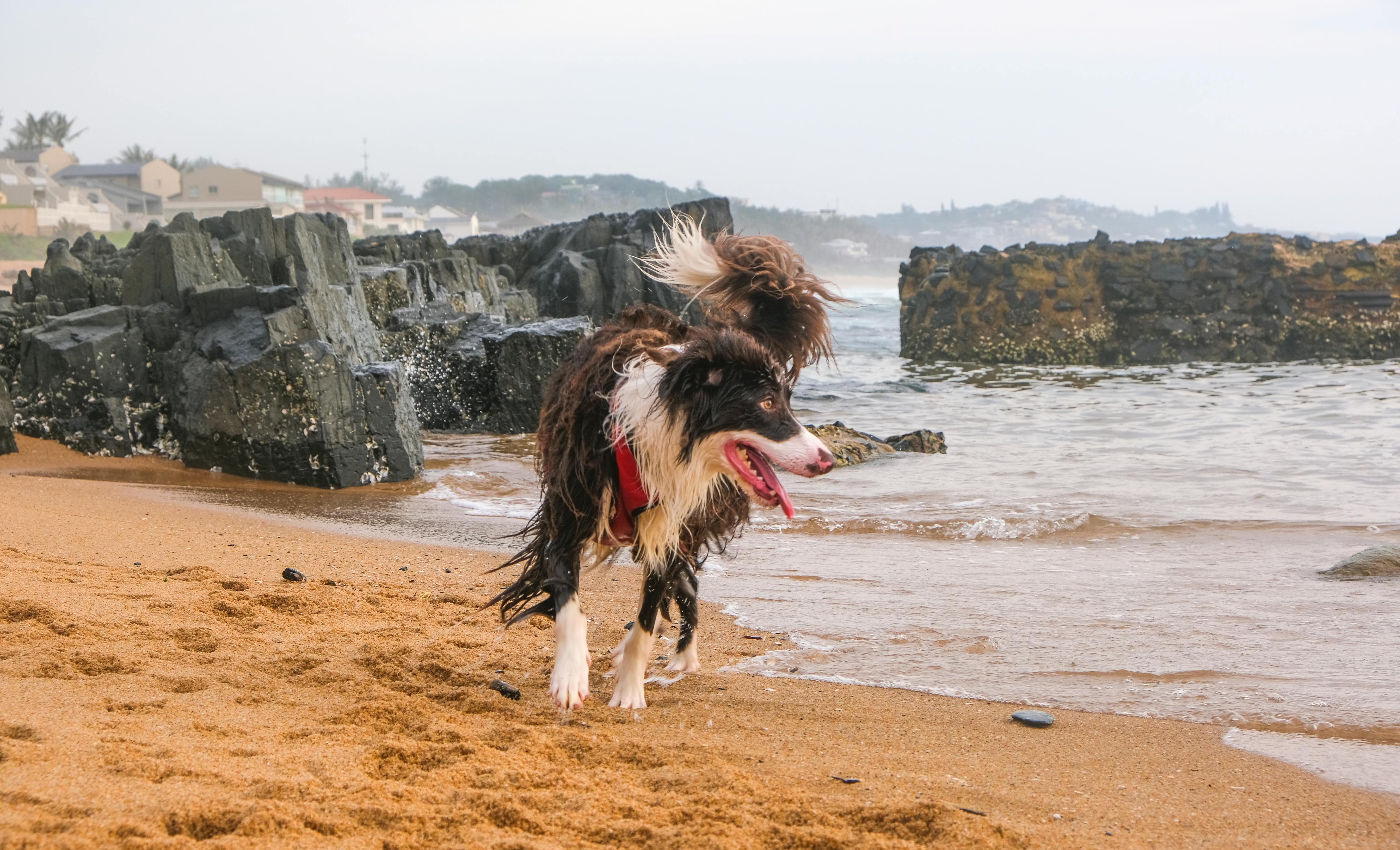 Sheepdog on Beach · Free Stock Photo