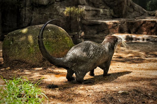 Congo Clawless Otter: Facts, Habitat, and Behavior