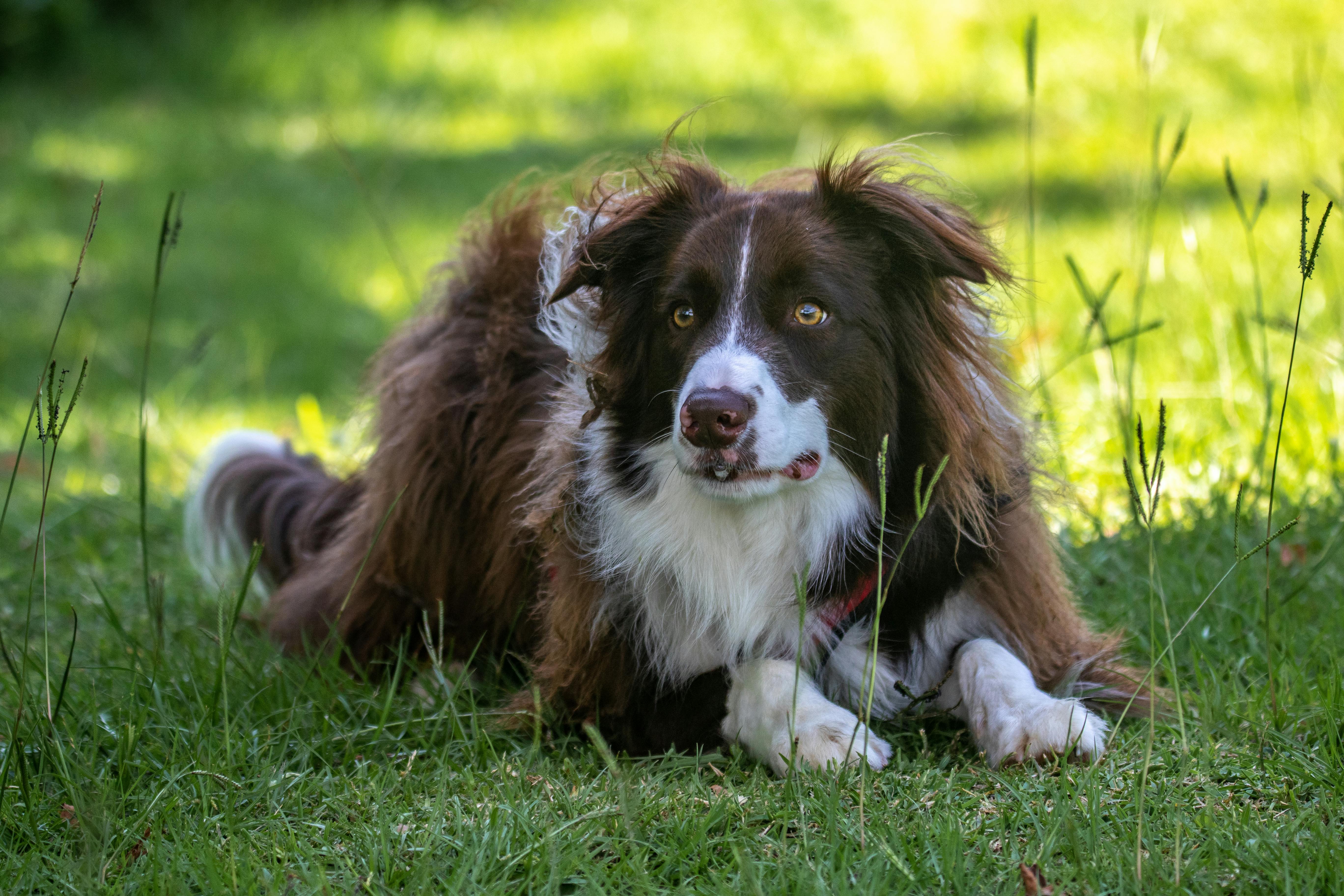 Close-Up Shot of a Border Collie · Free Stock Photo