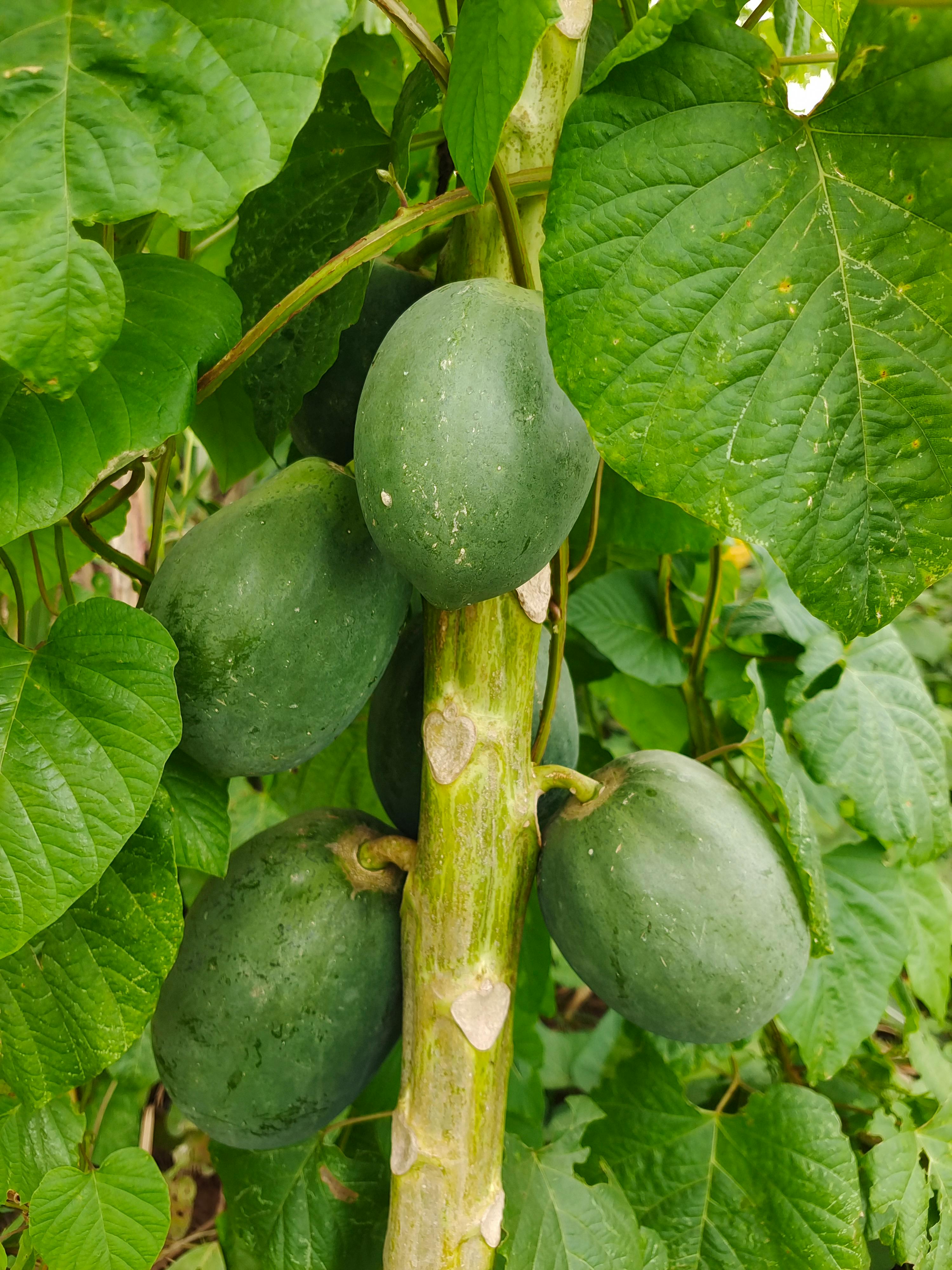 Green Round Fruit Hanging on a Tree · Free Stock Photo