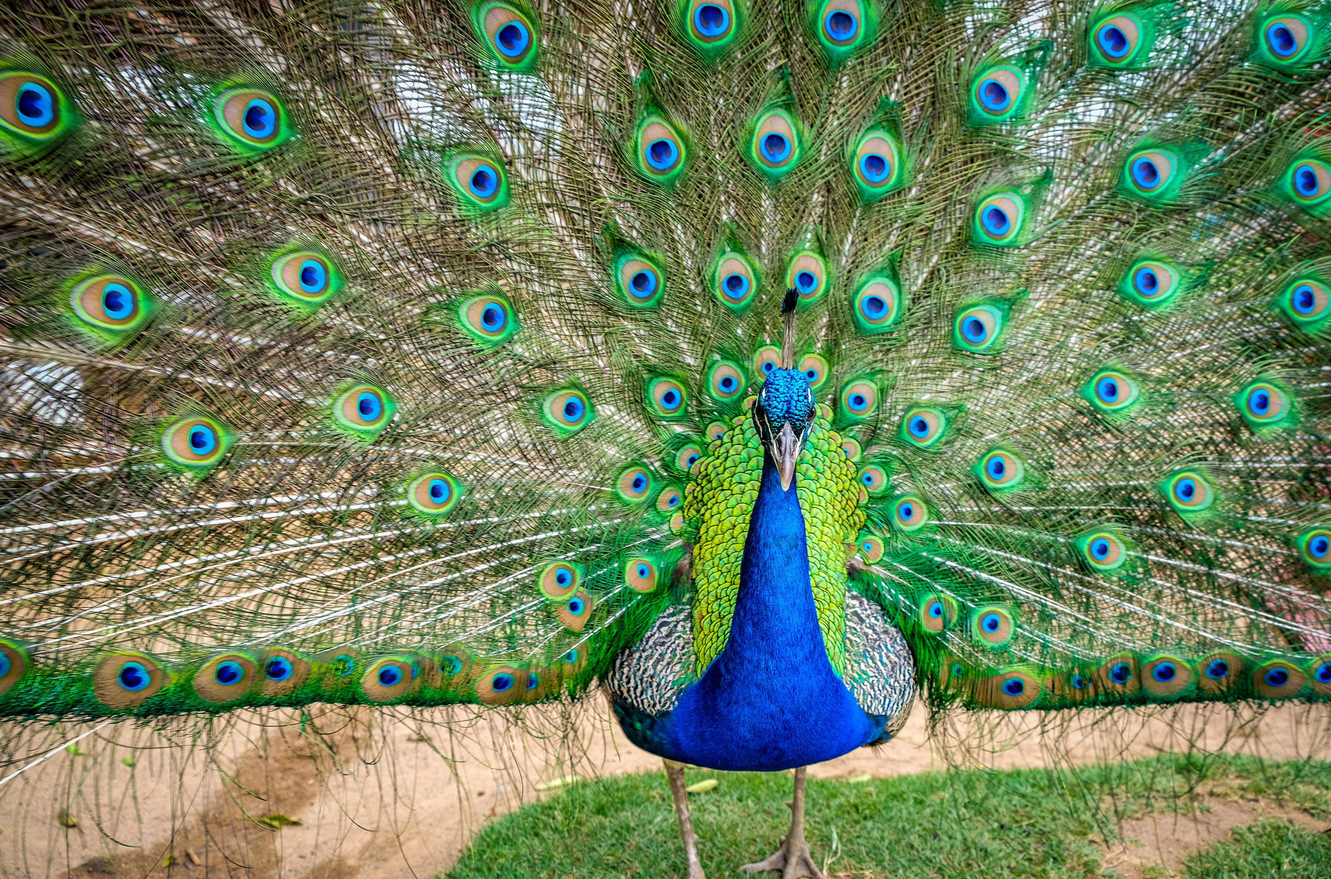Peacock Displaying Tail Feathers · Free Stock Photo