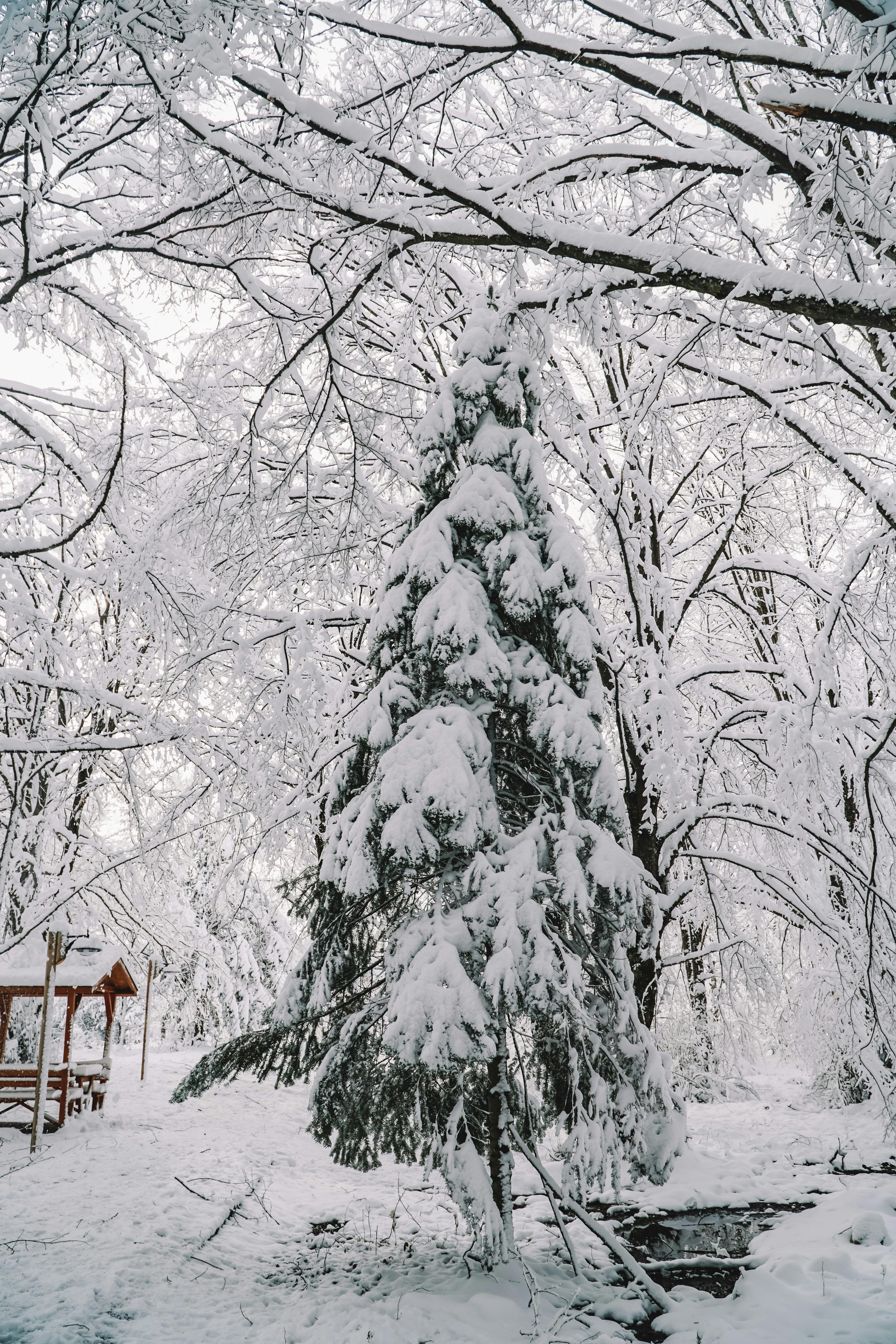 Tree Covered with Snow · Free Stock Photo