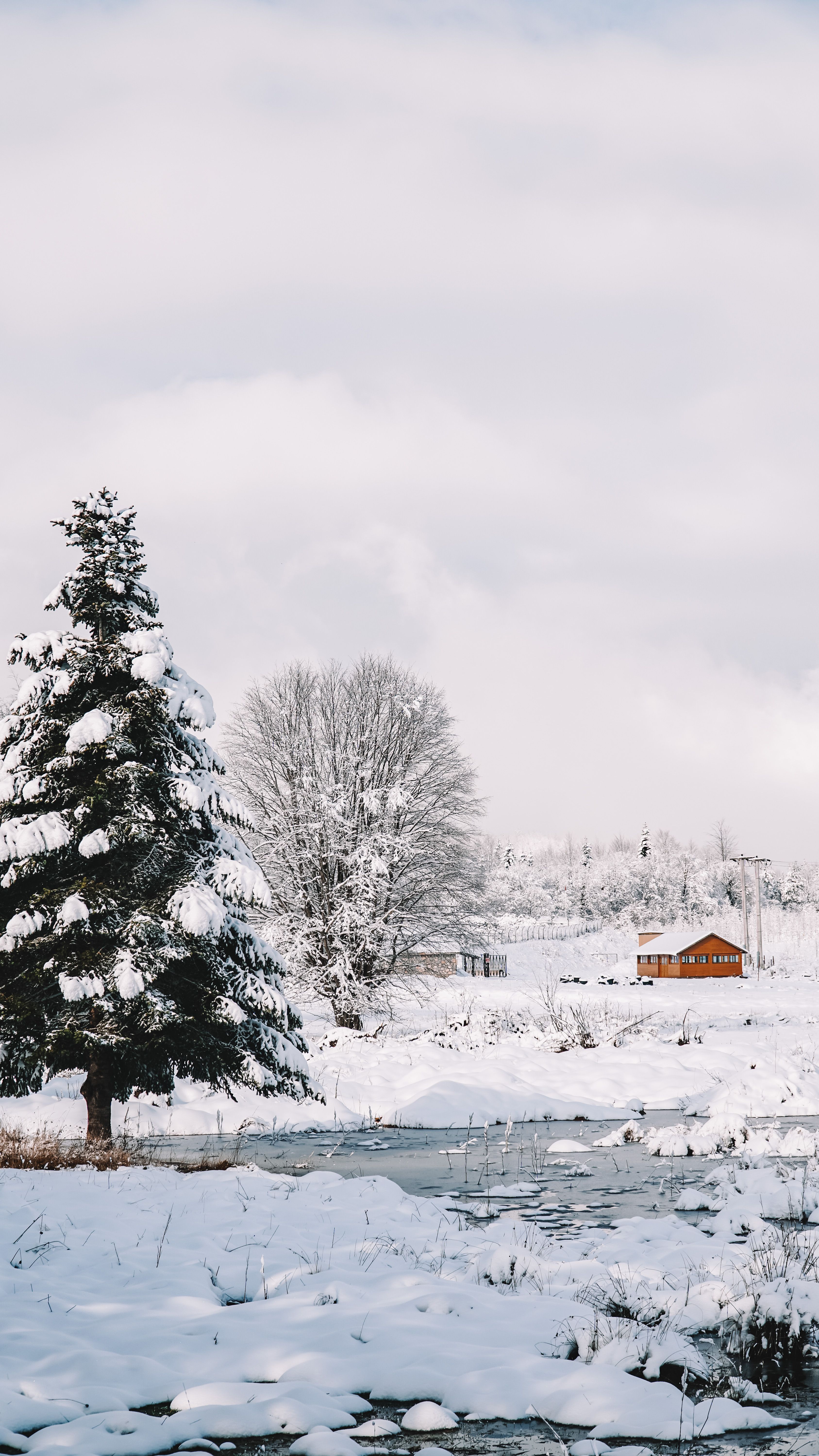 Winter Landscape of a Field, Trees and a Cabin Covered in Snow · Free ...