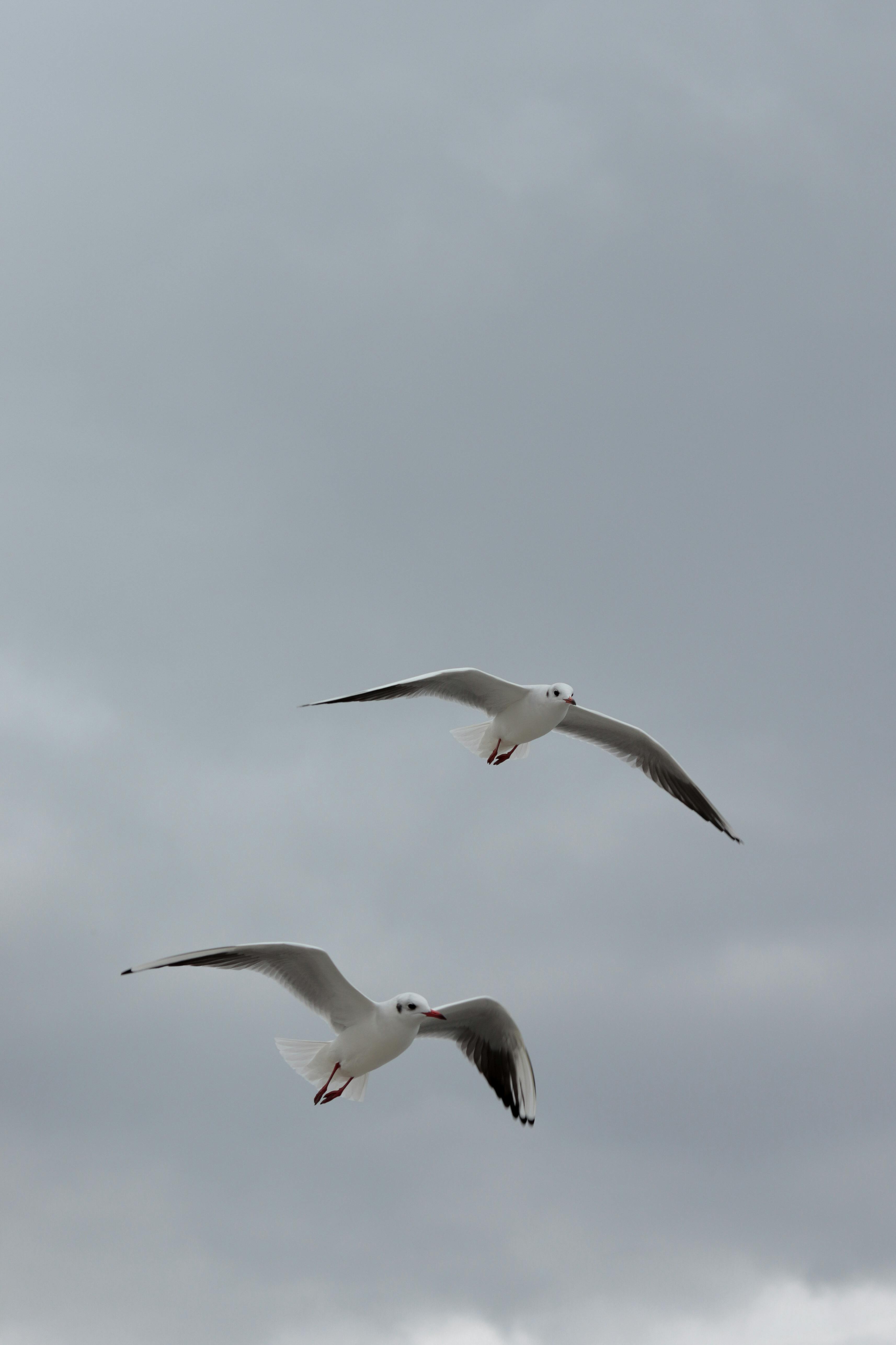 White and Gray Bird Flying · Free Stock Photo