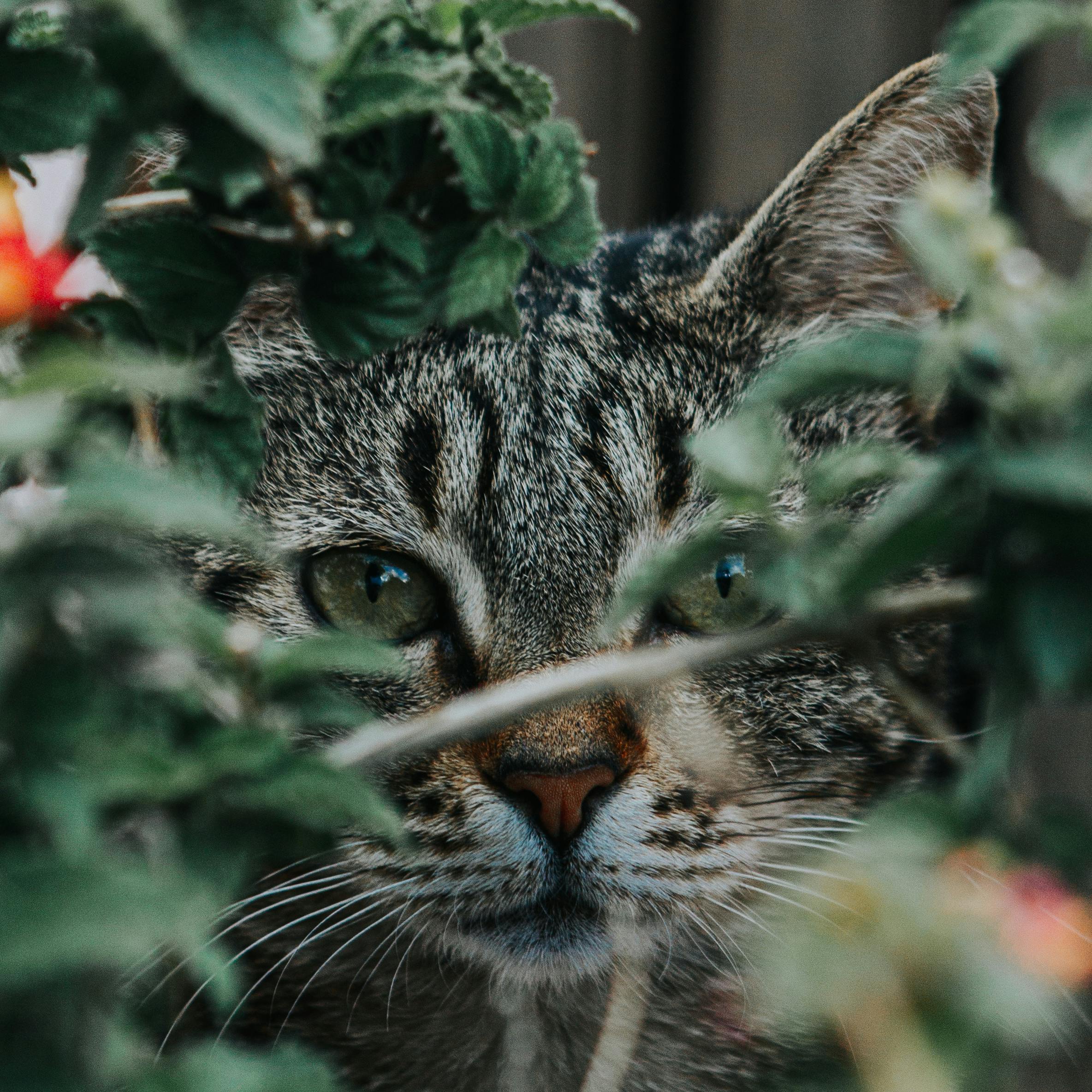 Cat Behind a Plant · Free Stock Photo