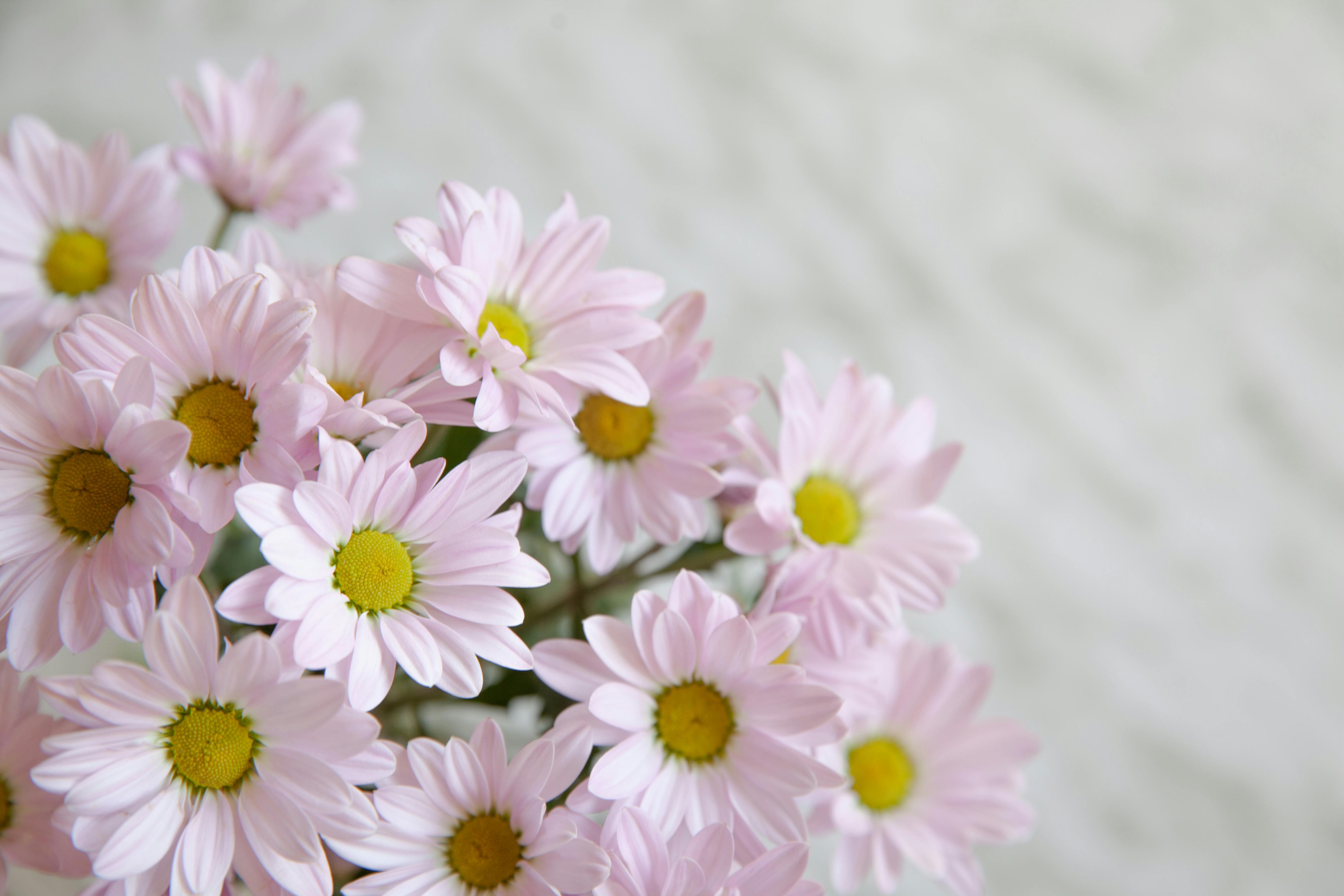 A Close-Up Shot of Daisy Flowers · Free Stock Photo
