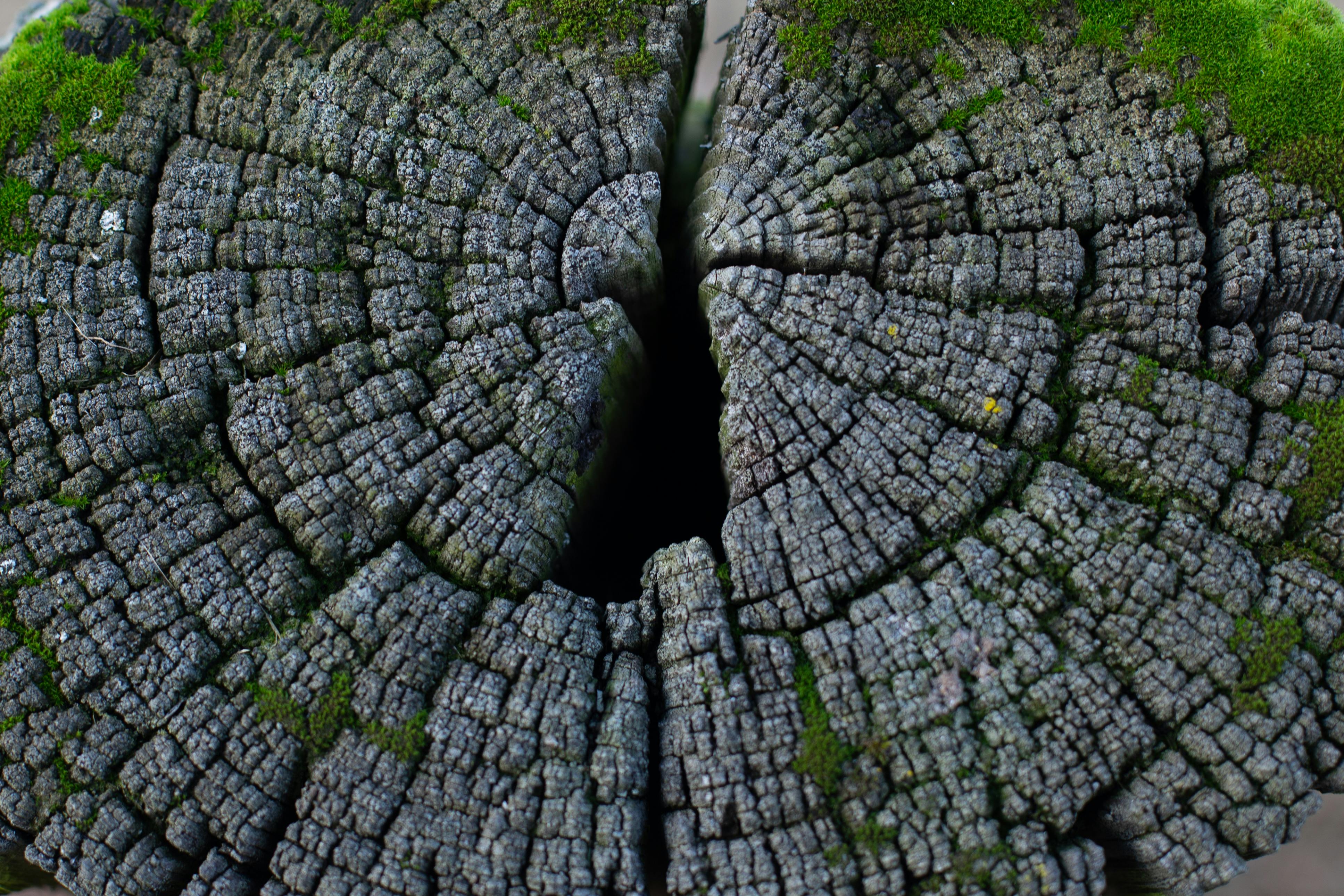 Close-up Photo of a Tree Stump · Free Stock Photo