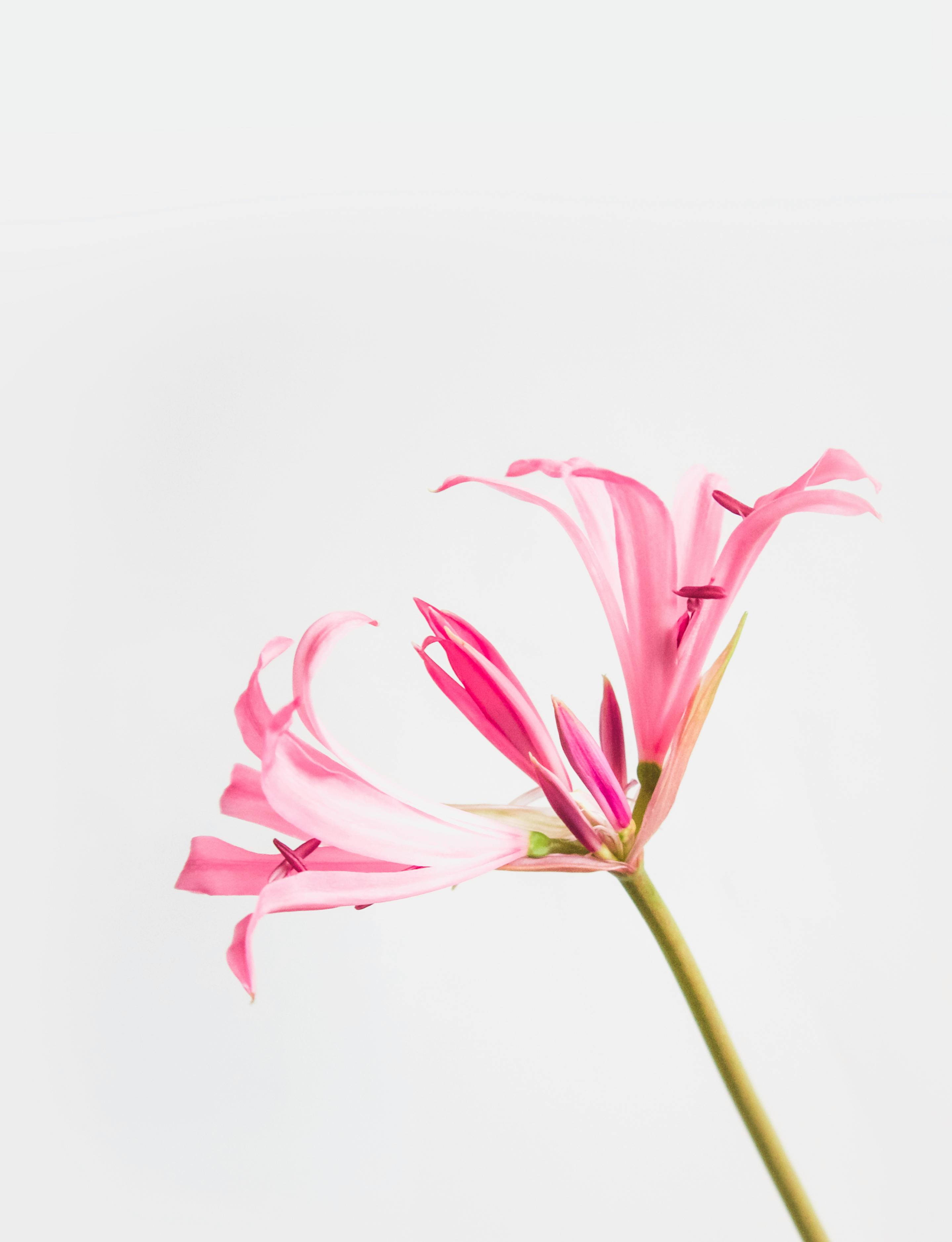 90,000+ Best Flower Isolated Photos · 100% Free Download · Pexels Stock ...