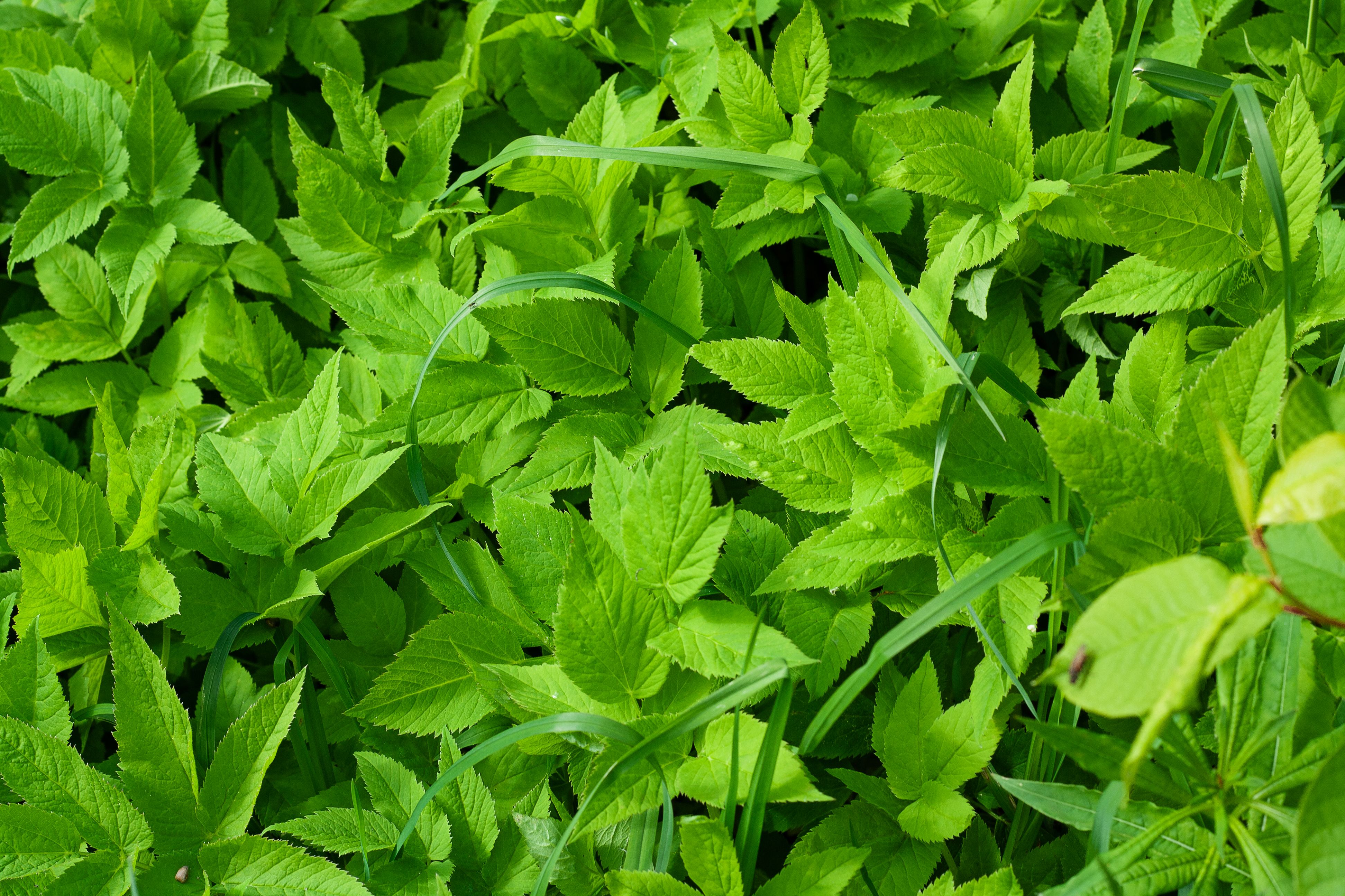 Green Oblate Leaf Plant · Free Stock Photo
