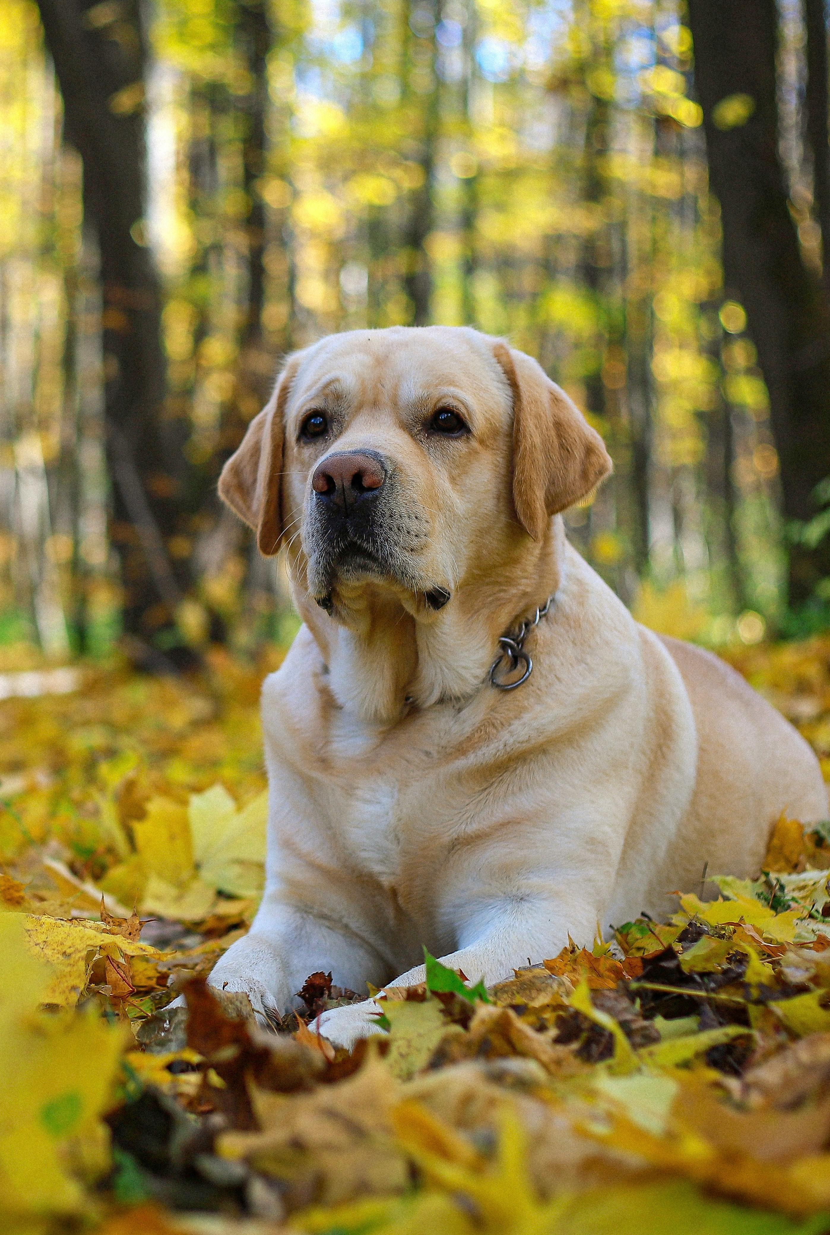 Photo Of Dog · Free Stock Photo