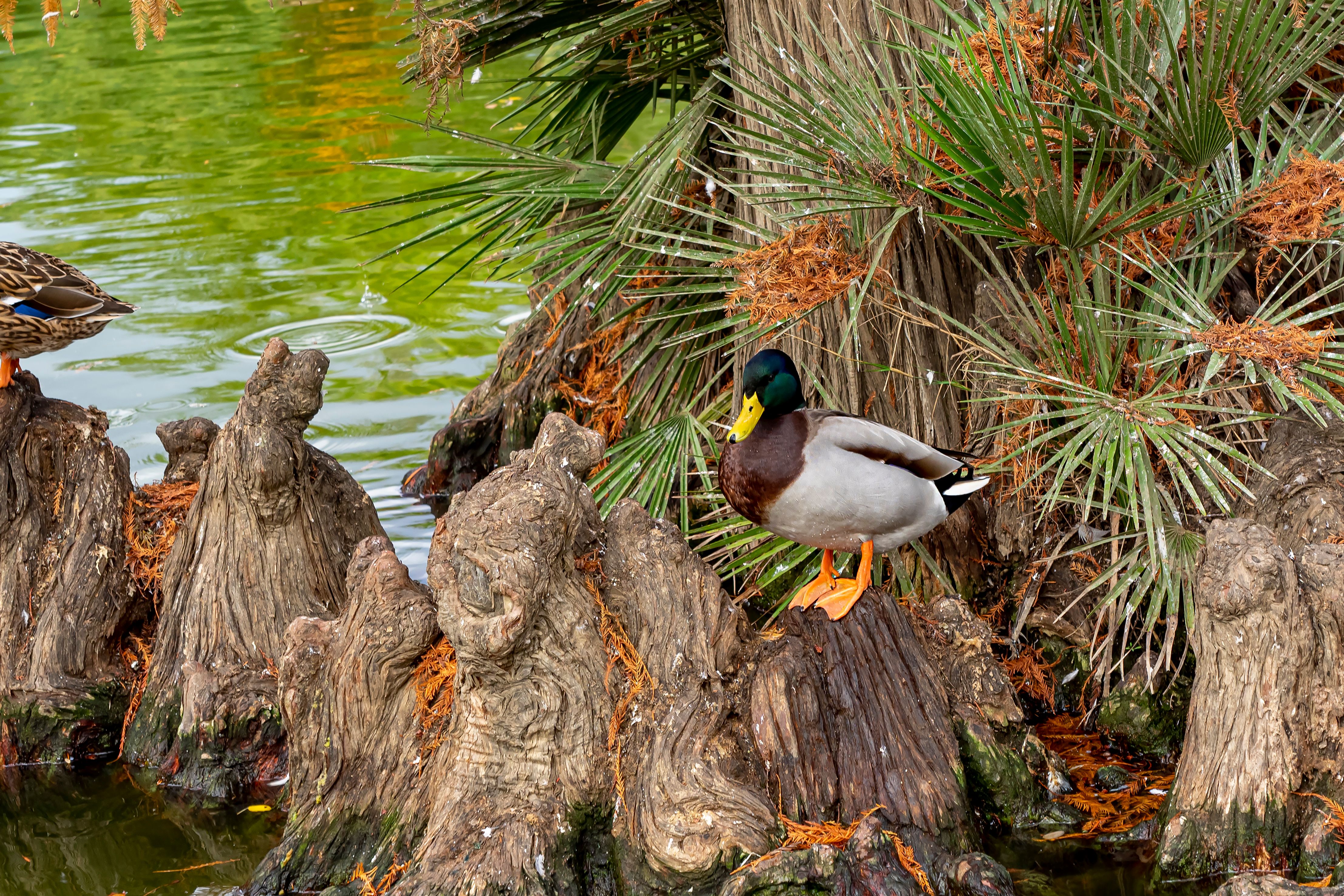 Brown Mallard Duck on Brown Tree Trunk · Free Stock Photo