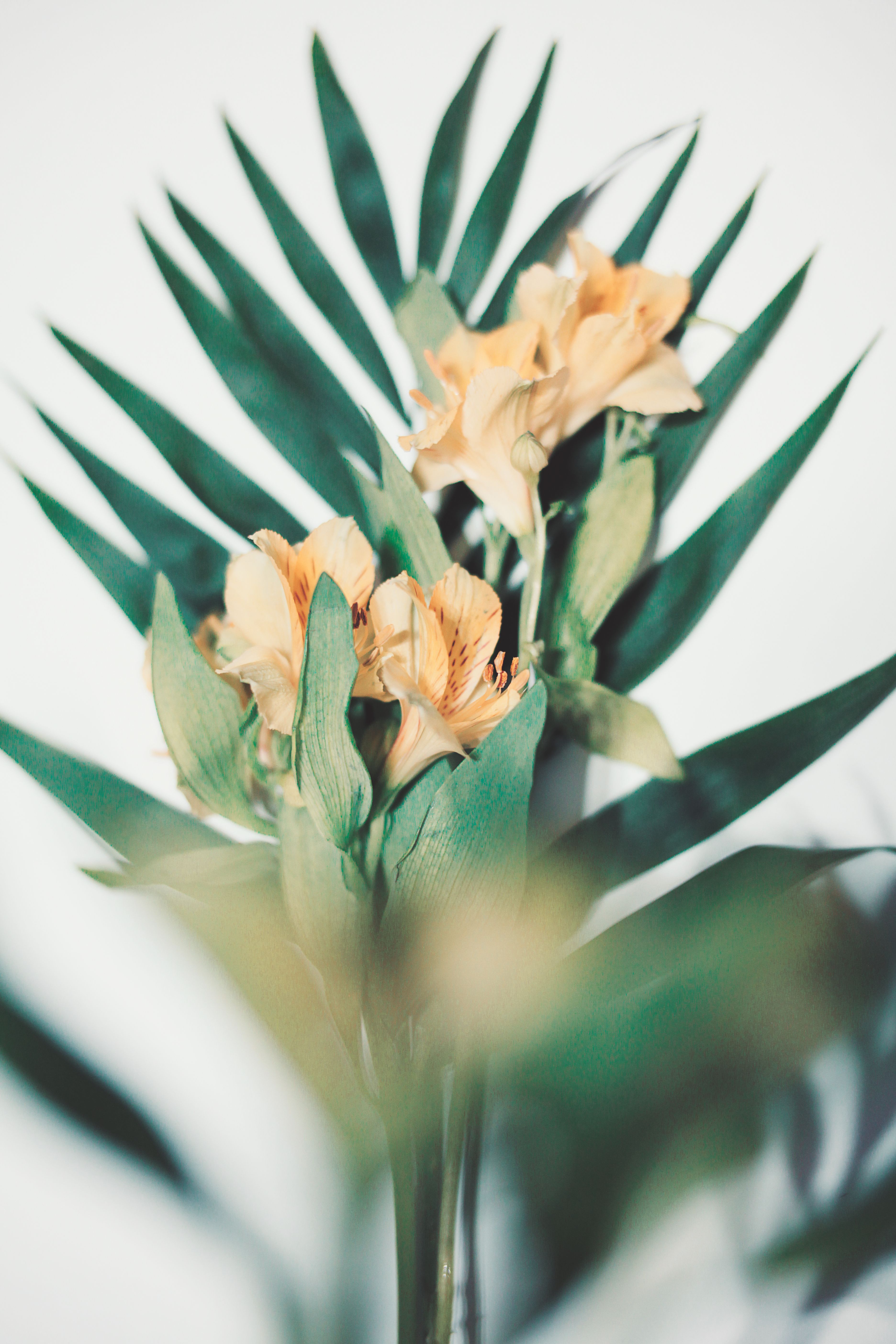 30+ Best Freesia Photos · 100% Free Download · Pexels Stock Photos