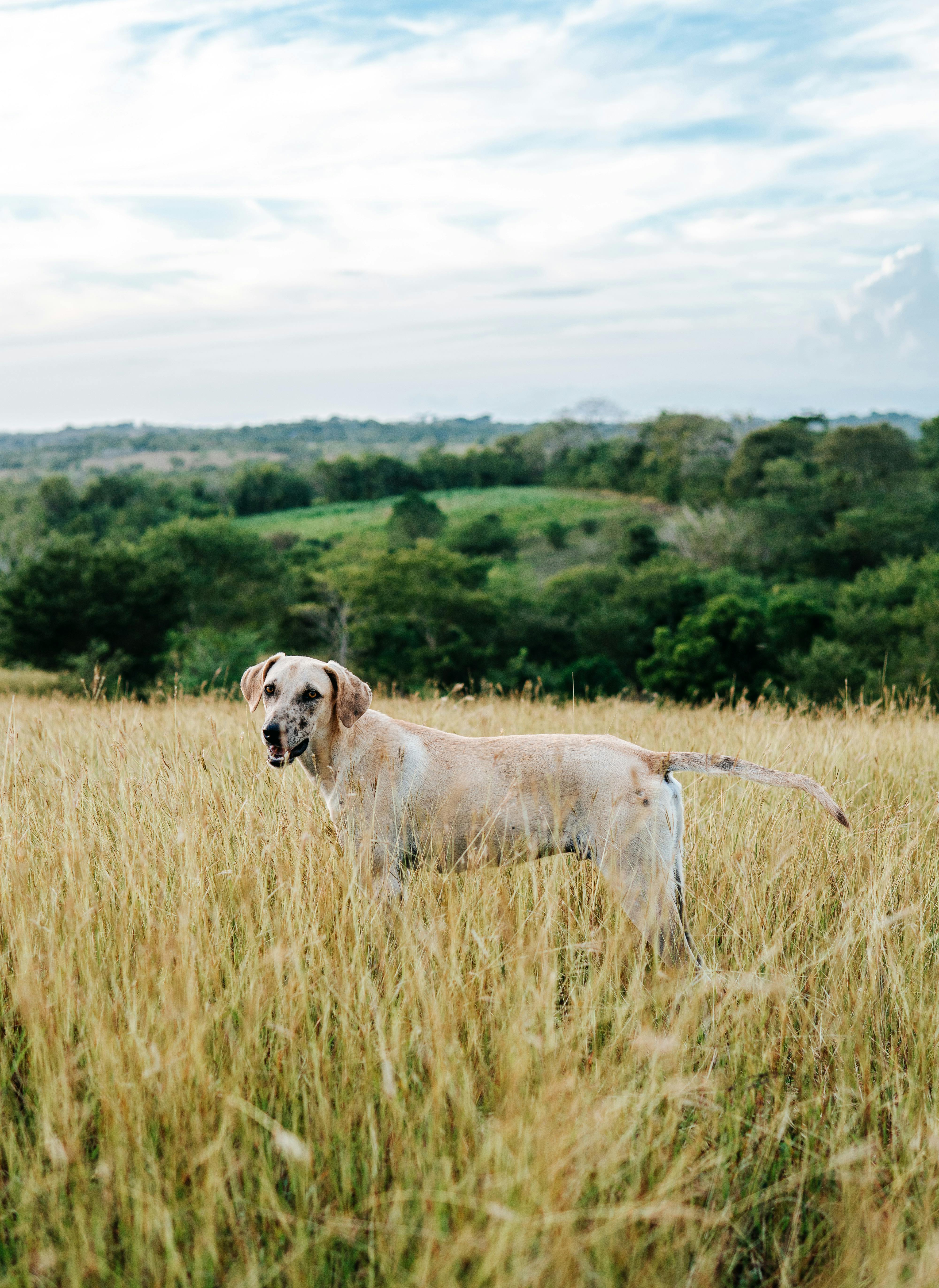 Photo of Dog in the Field · Free Stock Photo