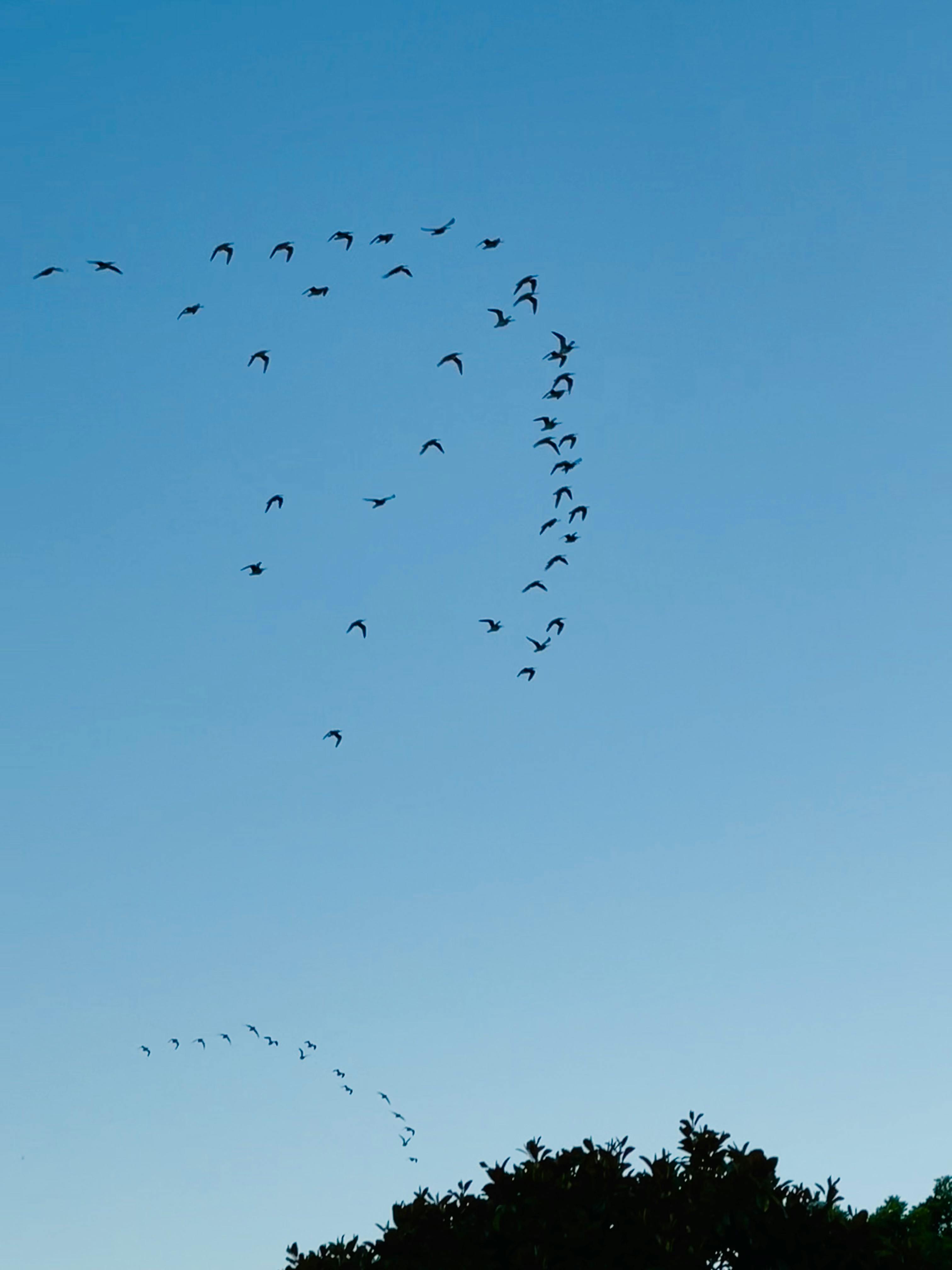 Photo of Birds Flying · Free Stock Photo