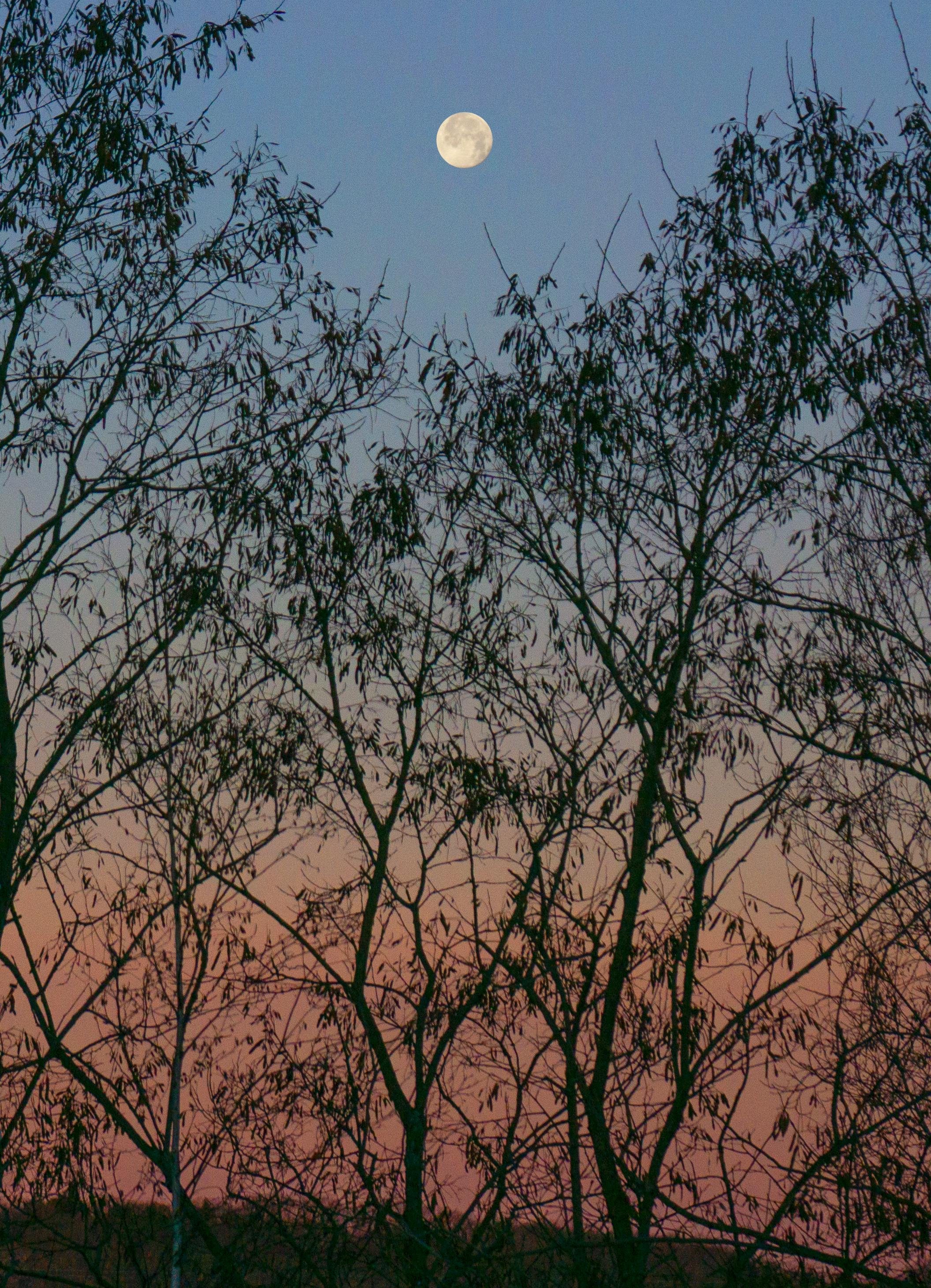 Full Moon Behind Trees Photos, Download The BEST Free Full Moon Behind ...