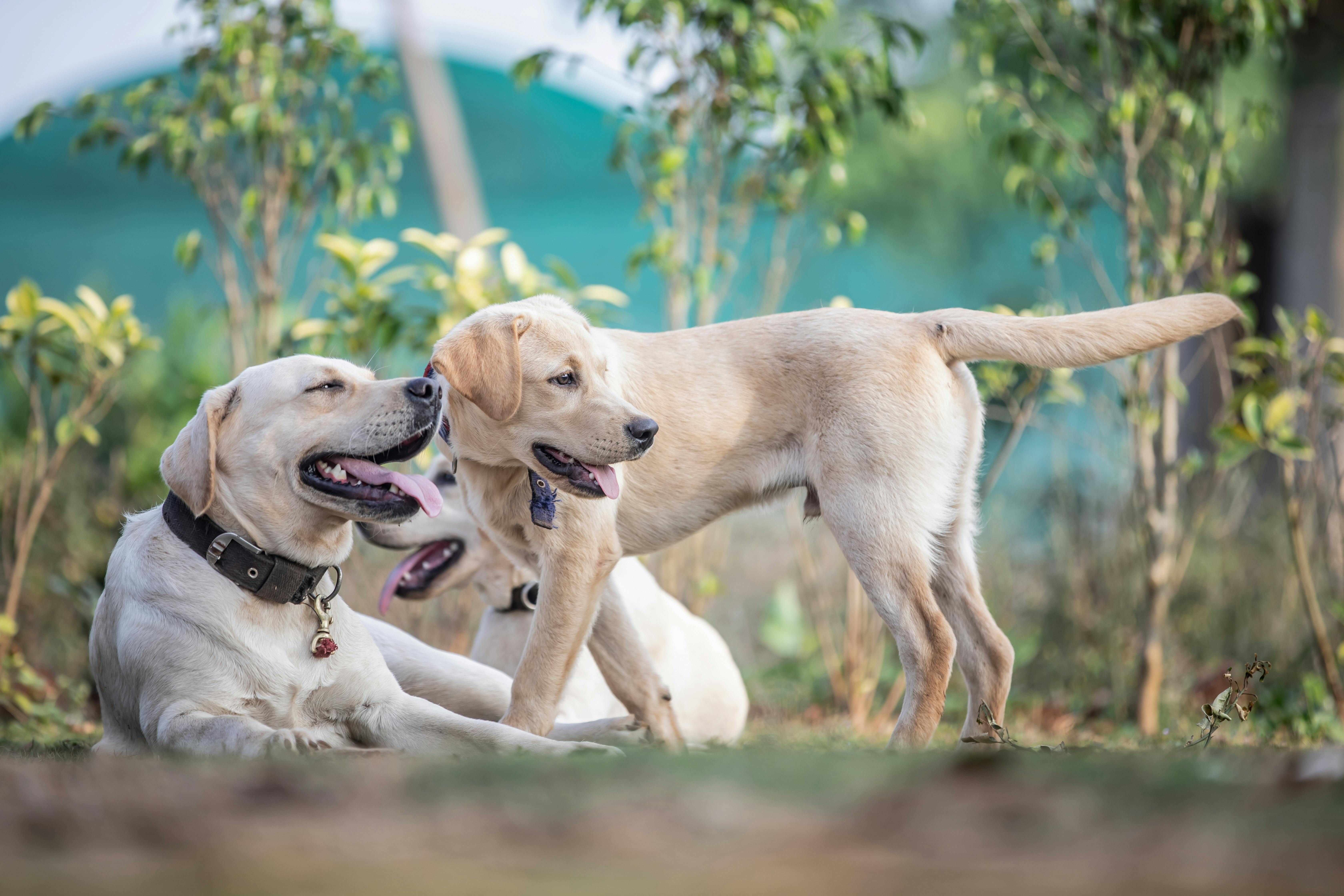 Dogs Labrador Photos, Download The BEST Free Dogs Labrador Stock Photos ...
