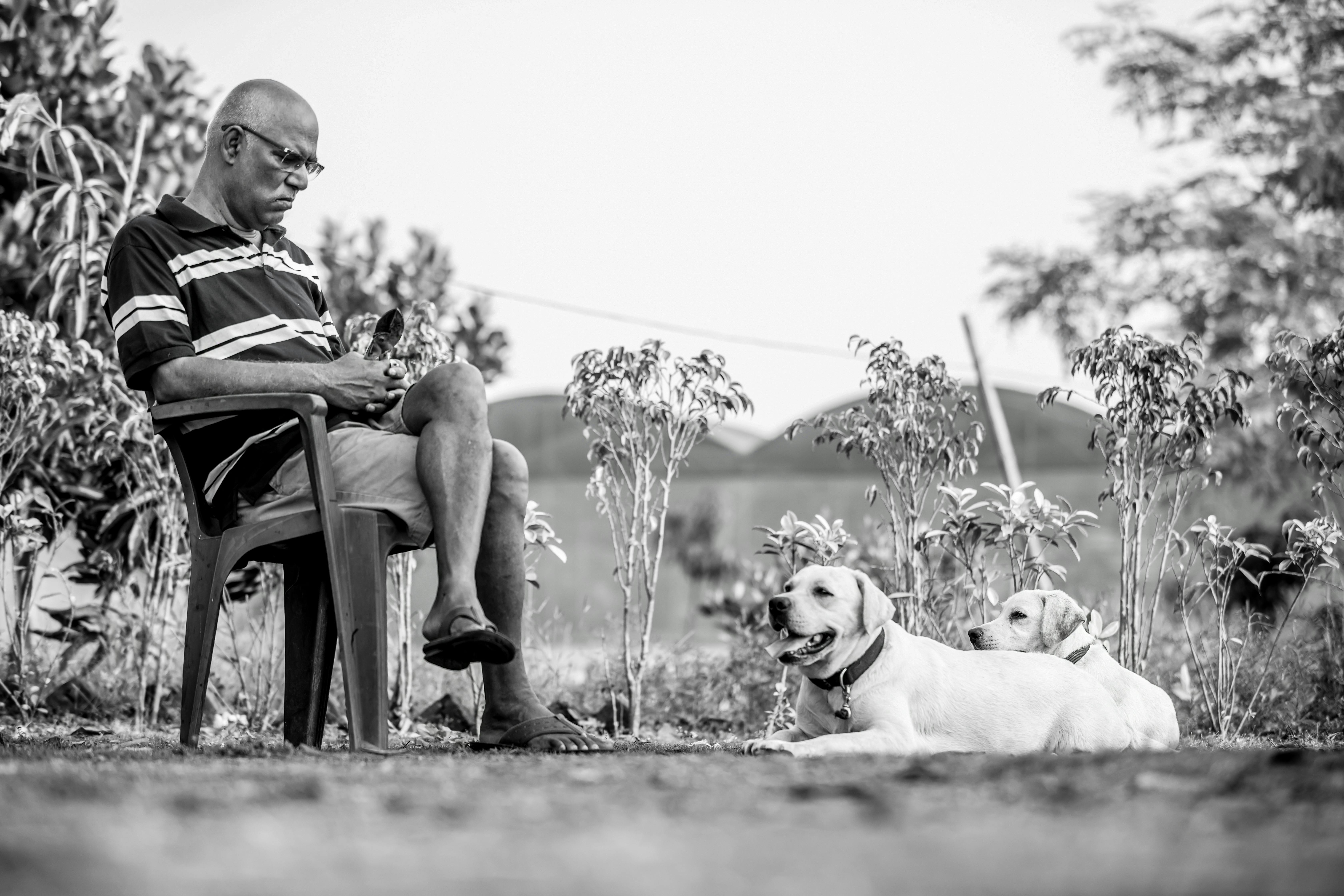 Black Labrador Retriever in Grayscale Photography · Free Stock Photo