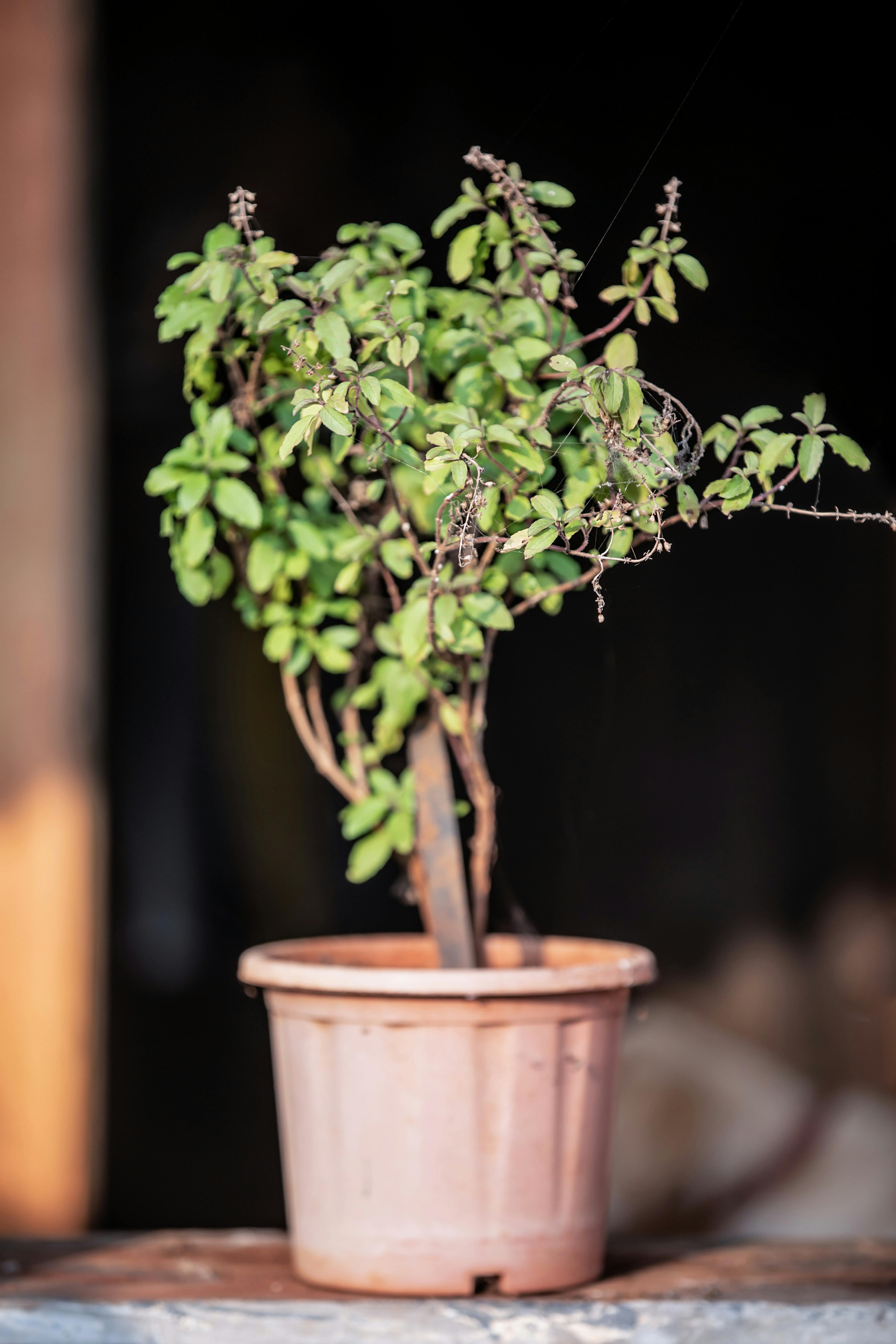 Tulsi Photos, Download The BEST Free Tulsi Stock Photos & HD Images