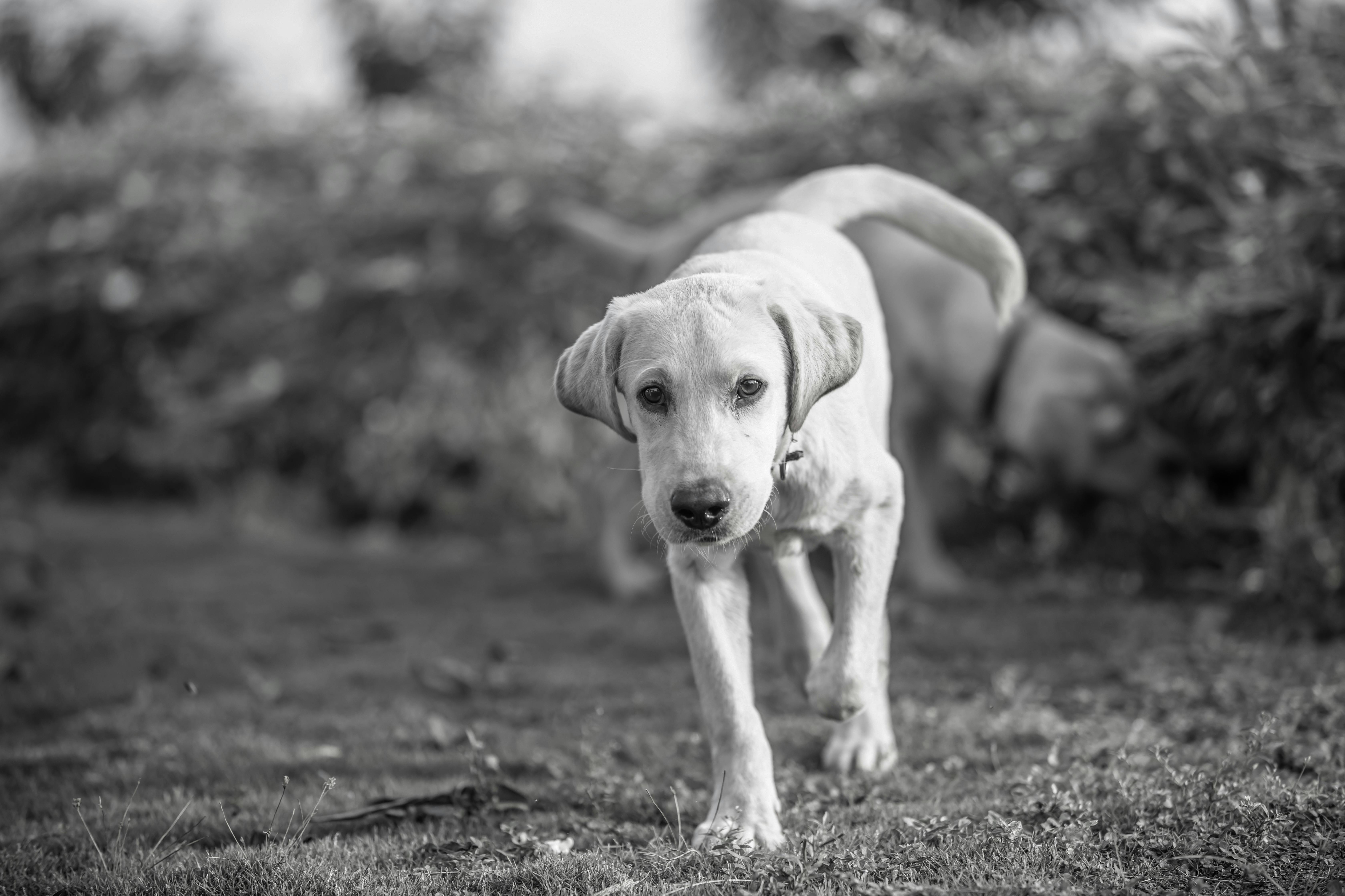 Black Labrador Retriever in Grayscale Photography · Free Stock Photo