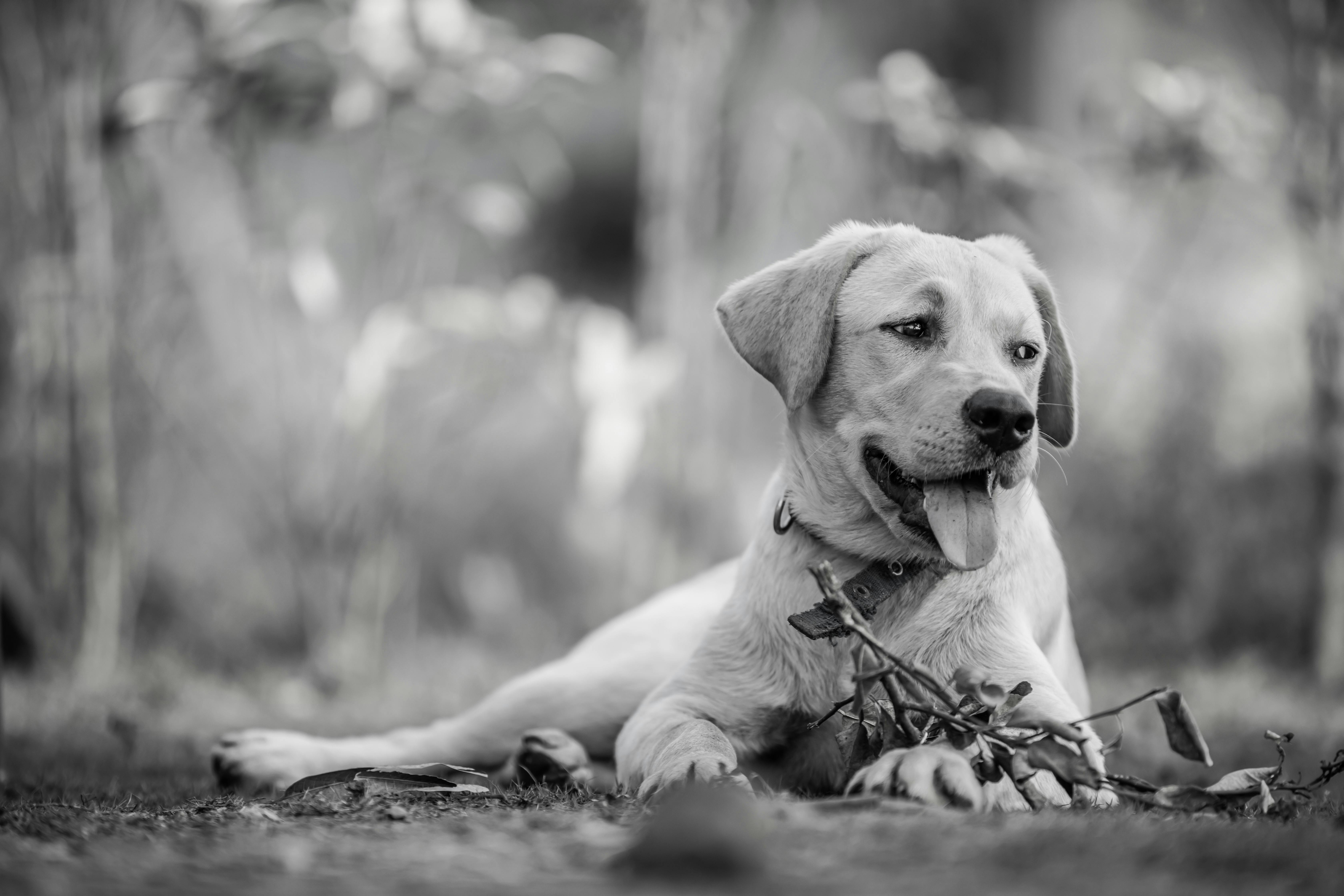 Black Labrador Retriever in Grayscale Photography · Free Stock Photo