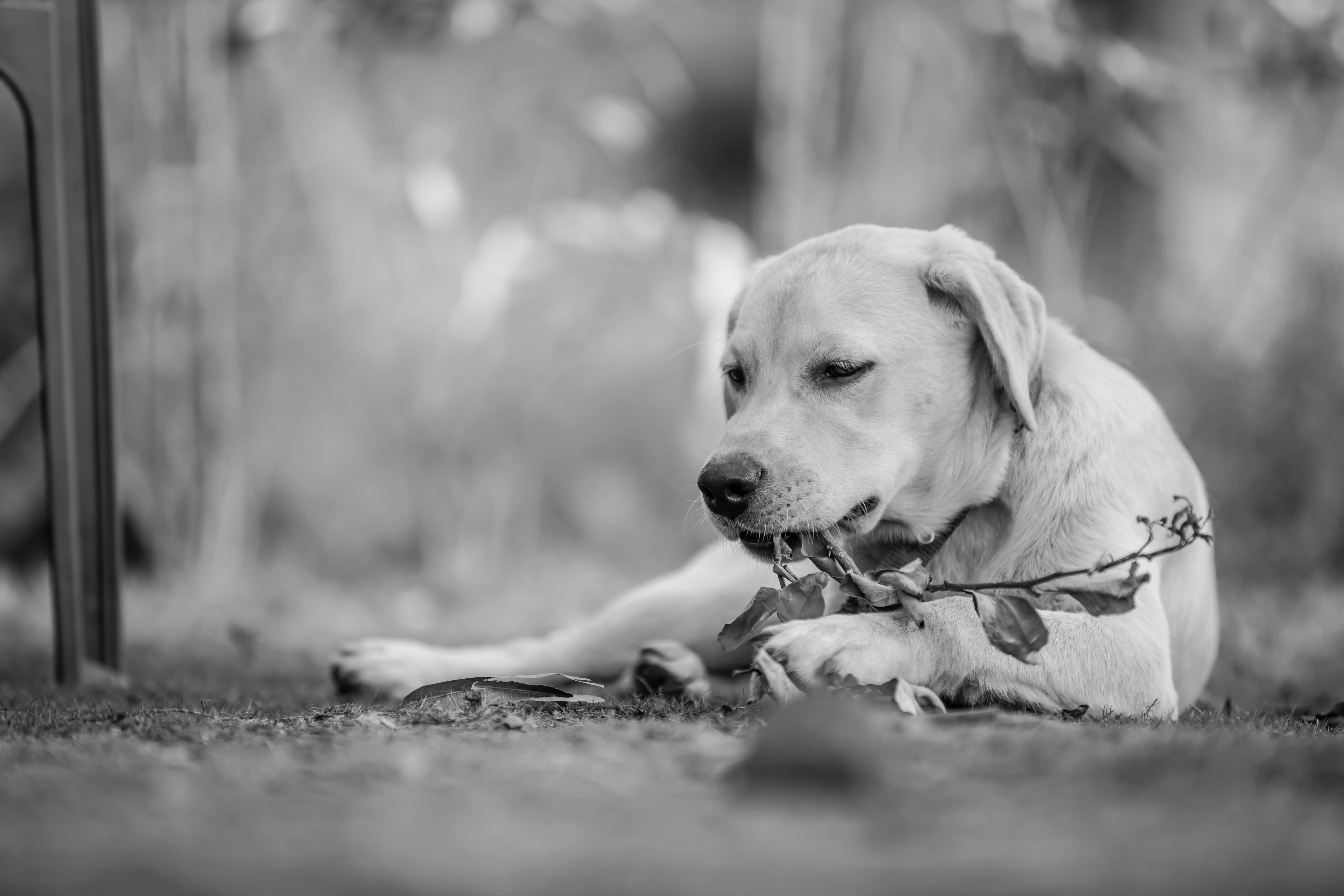 Black Labrador Retriever in Grayscale Photography · Free Stock Photo