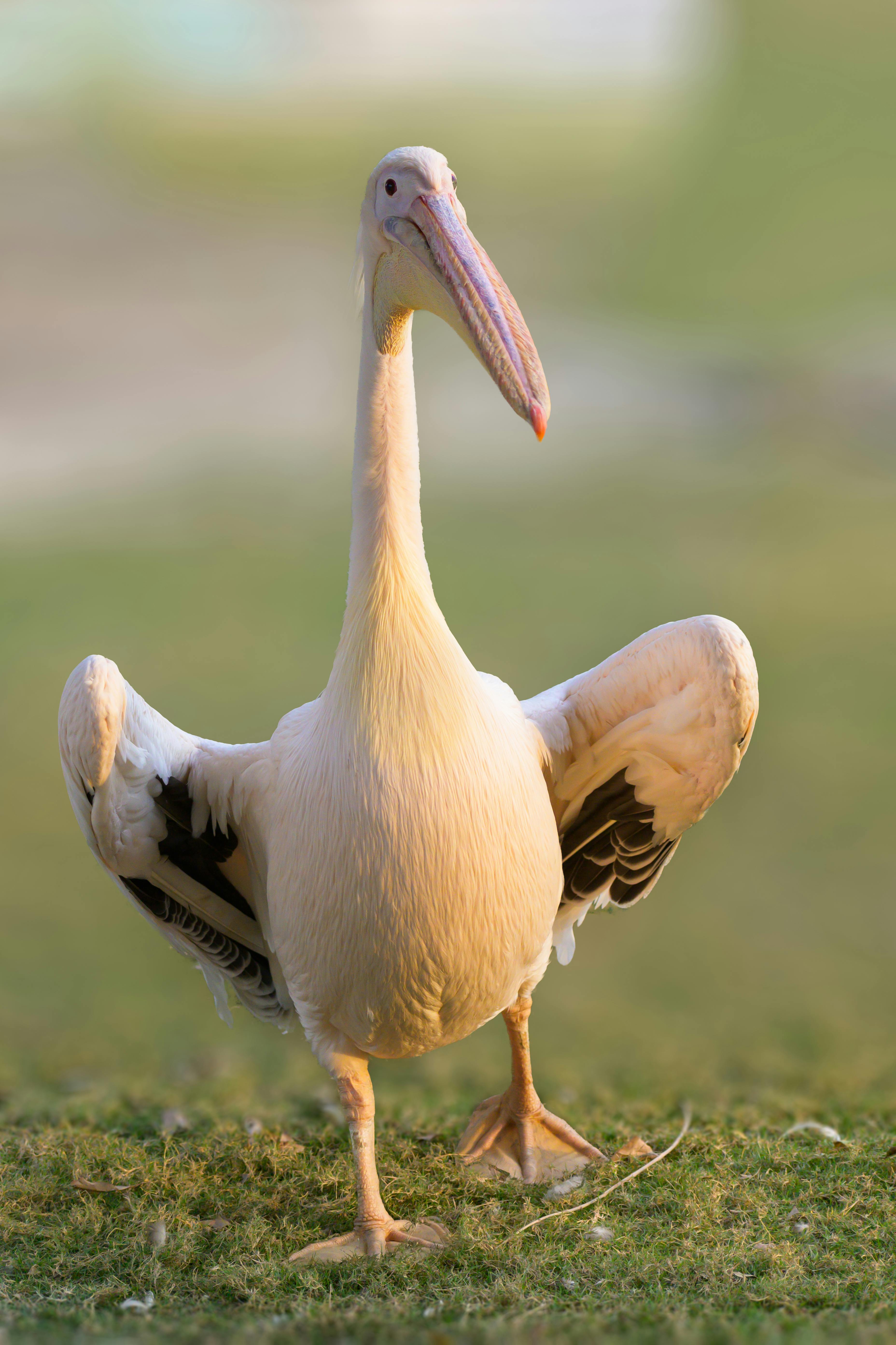 Long Beak Photos, Download The BEST Free Long Beak Stock Photos & HD Images
