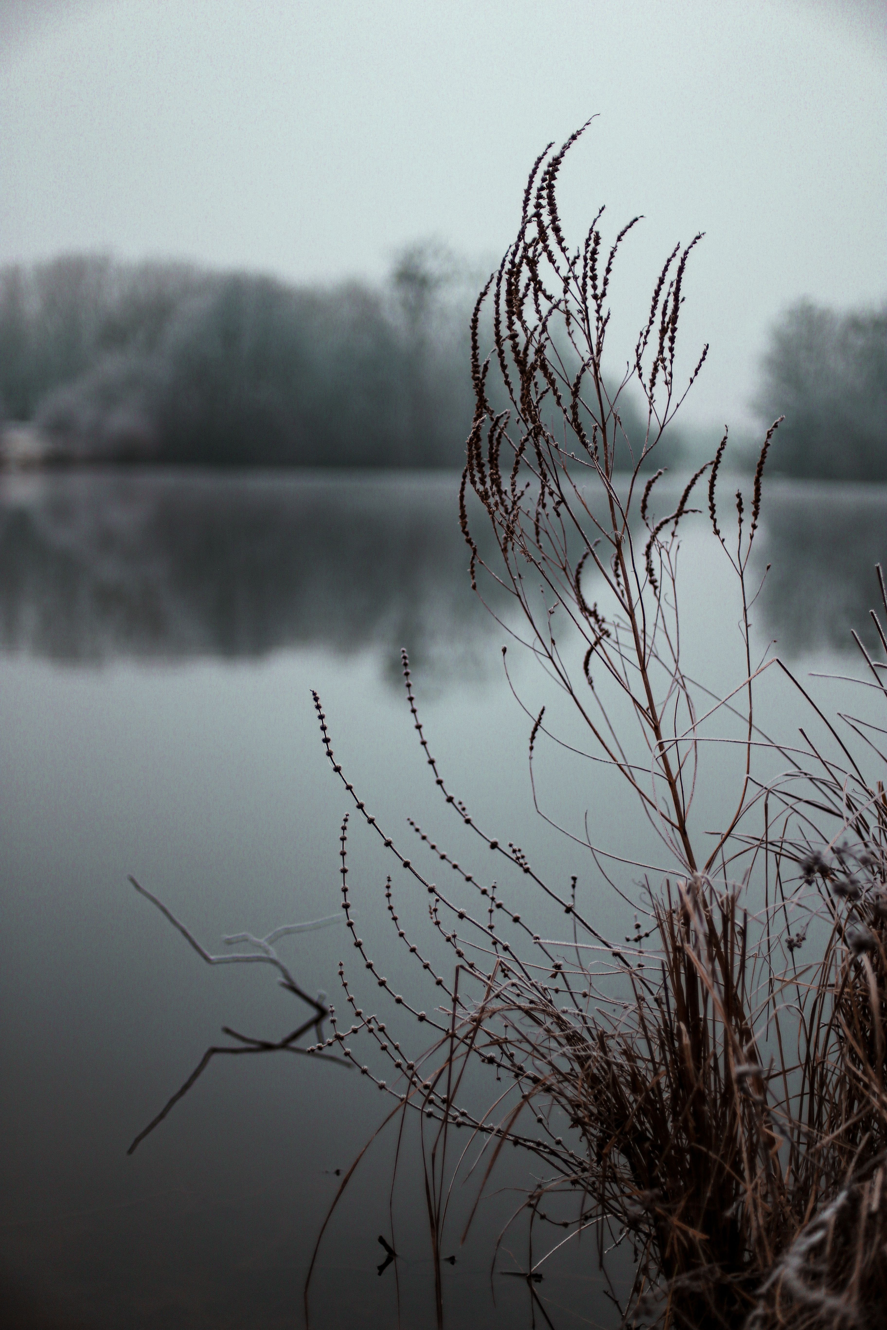 Brown Plant Near Body of Water · Free Stock Photo