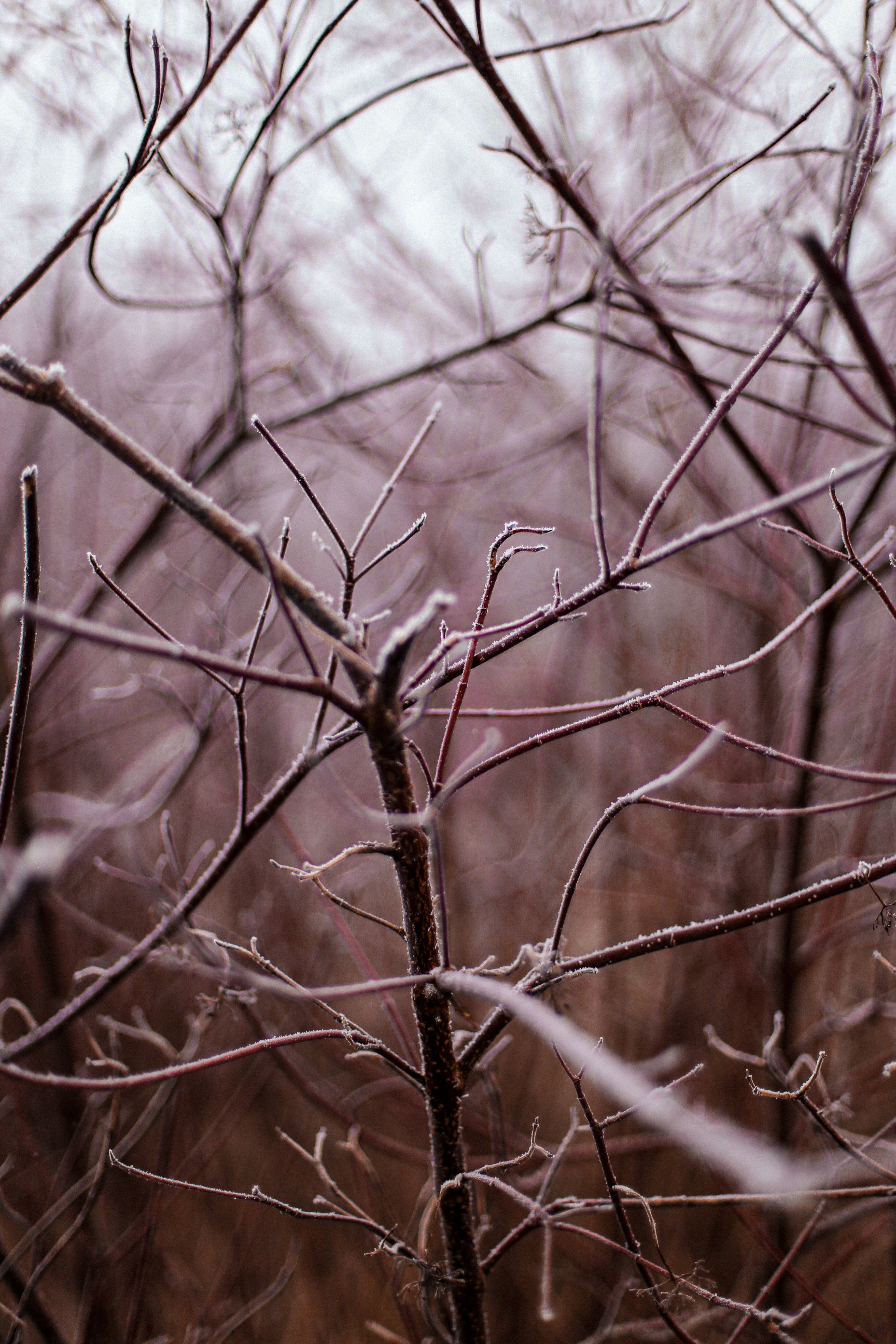 Close-Up Shot of Leafless Tree Branches · Free Stock Photo