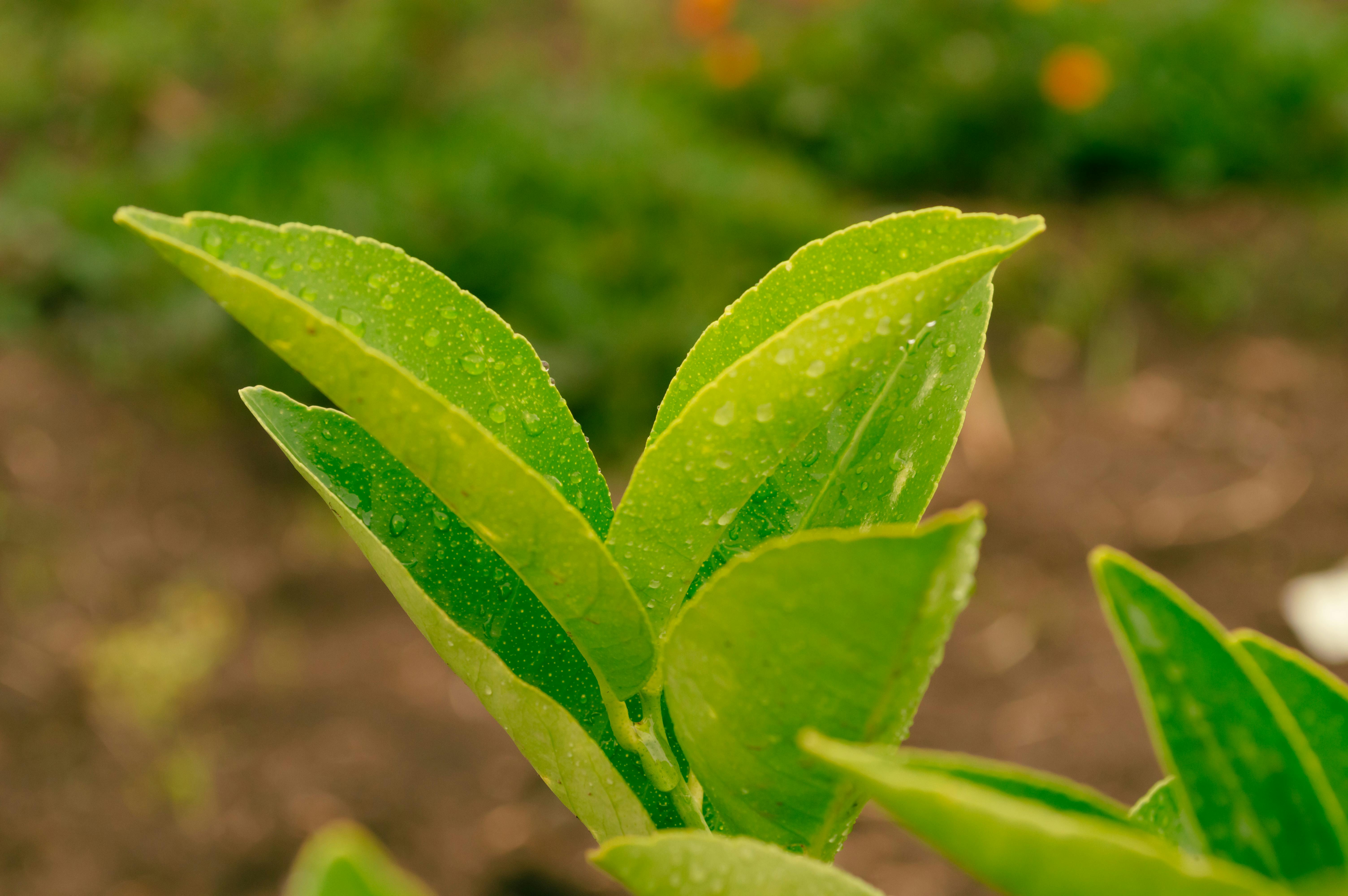 Close-Up Photo of Green Lemon Leaves · Free Stock Photo