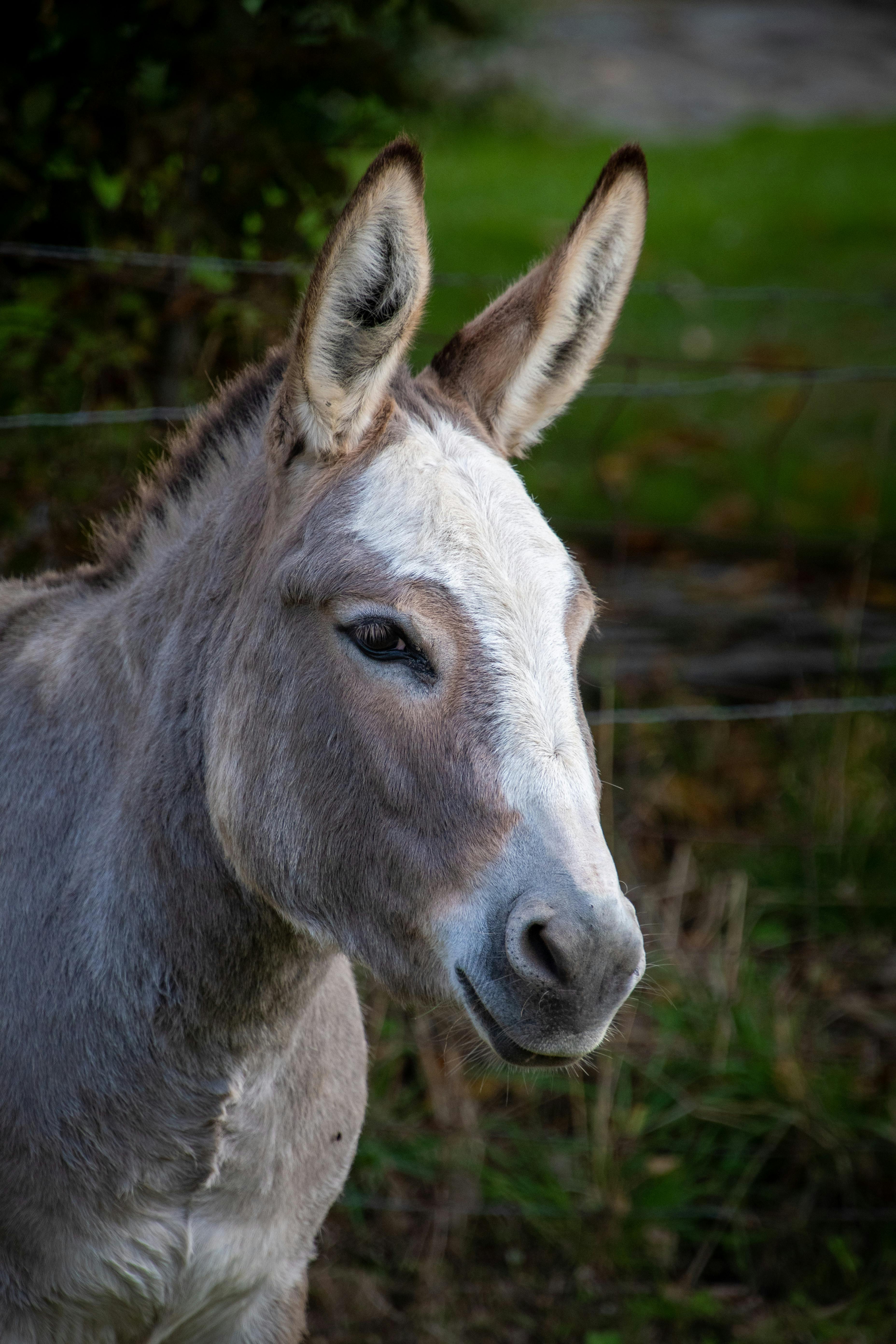Grey Farm Fence Background Photos, Download The BEST Free Grey Farm ...