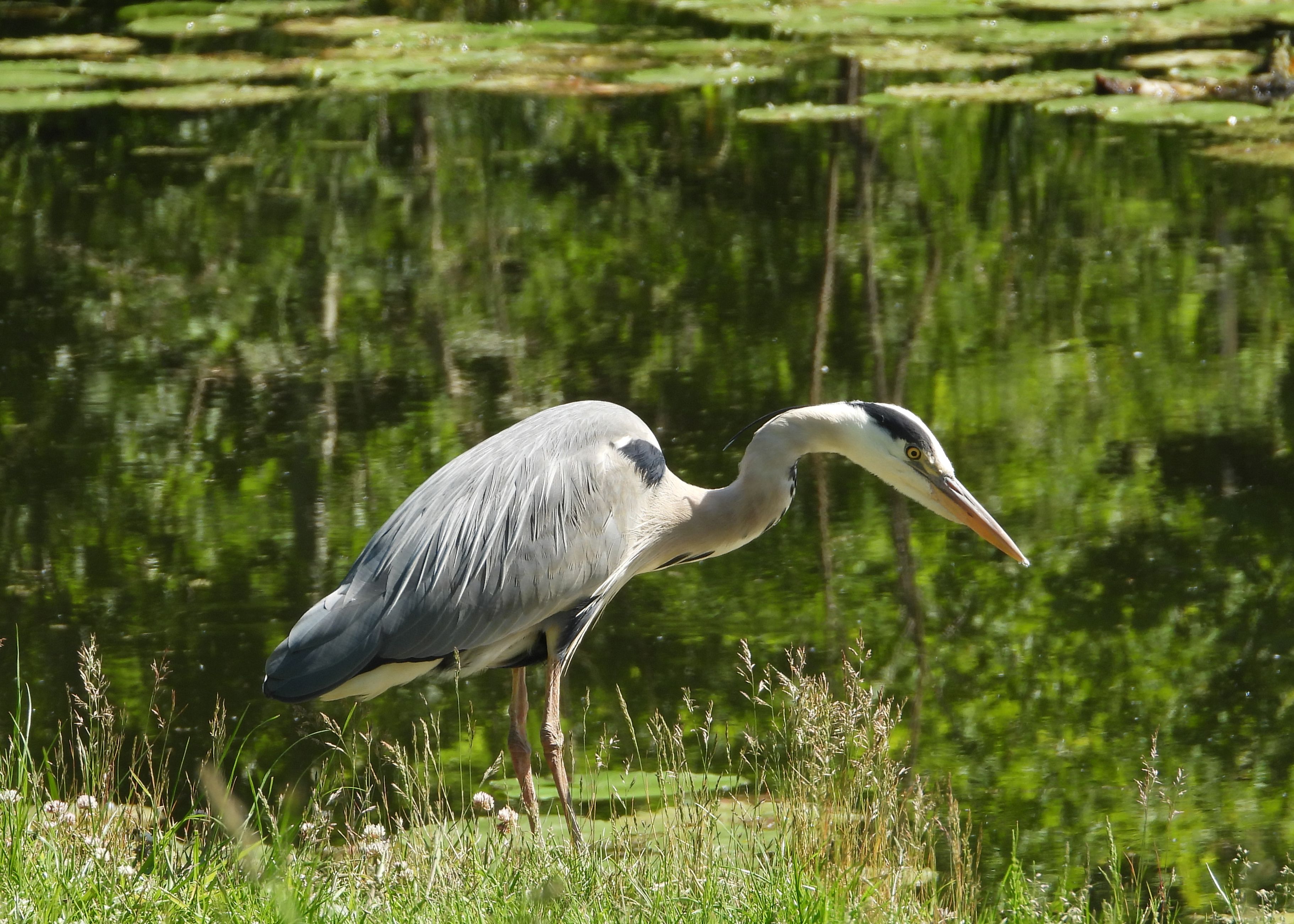 Bird with Fish in Beak · Free Stock Photo