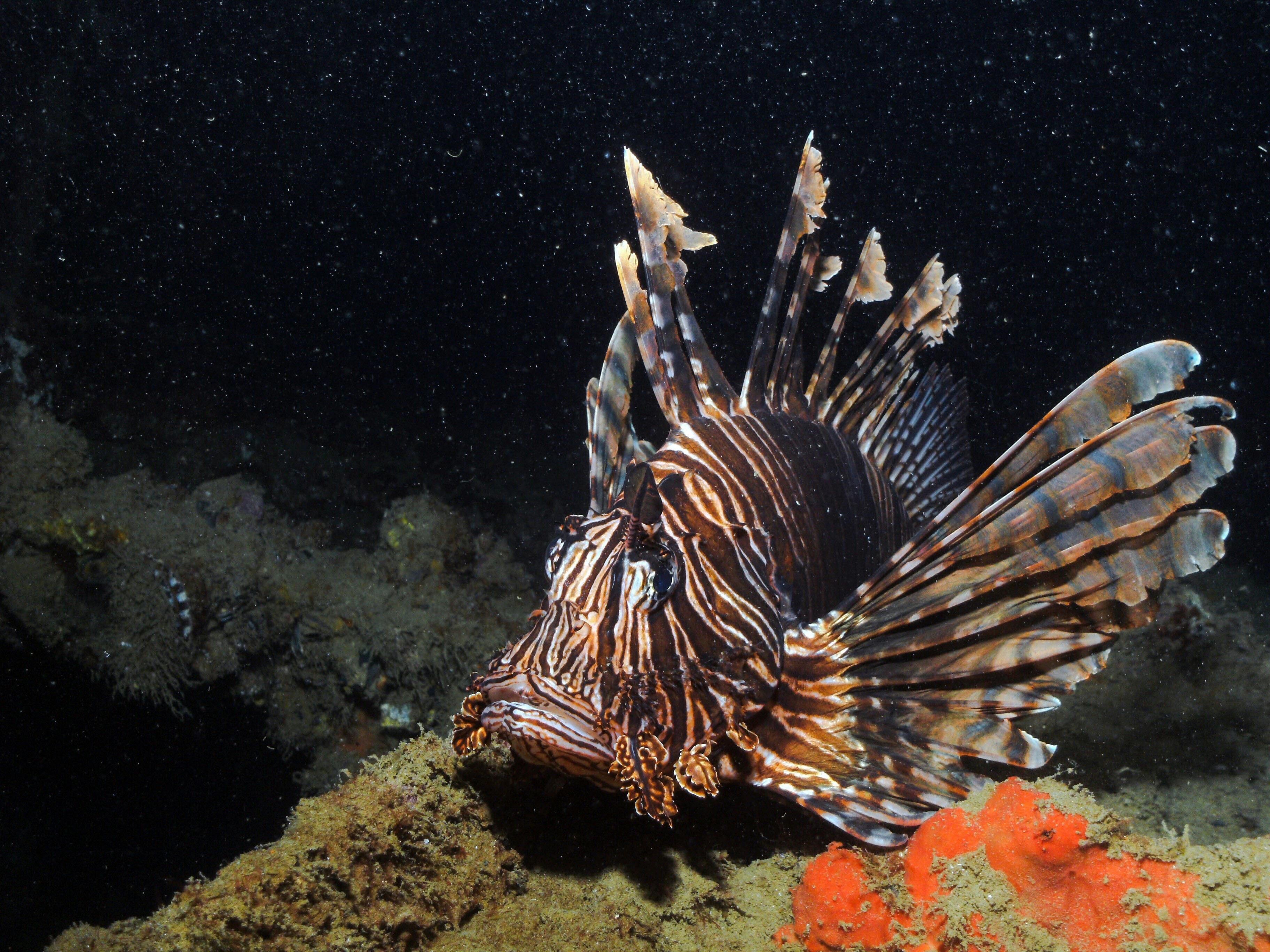 Photo of Red Lionfish · Free Stock Photo