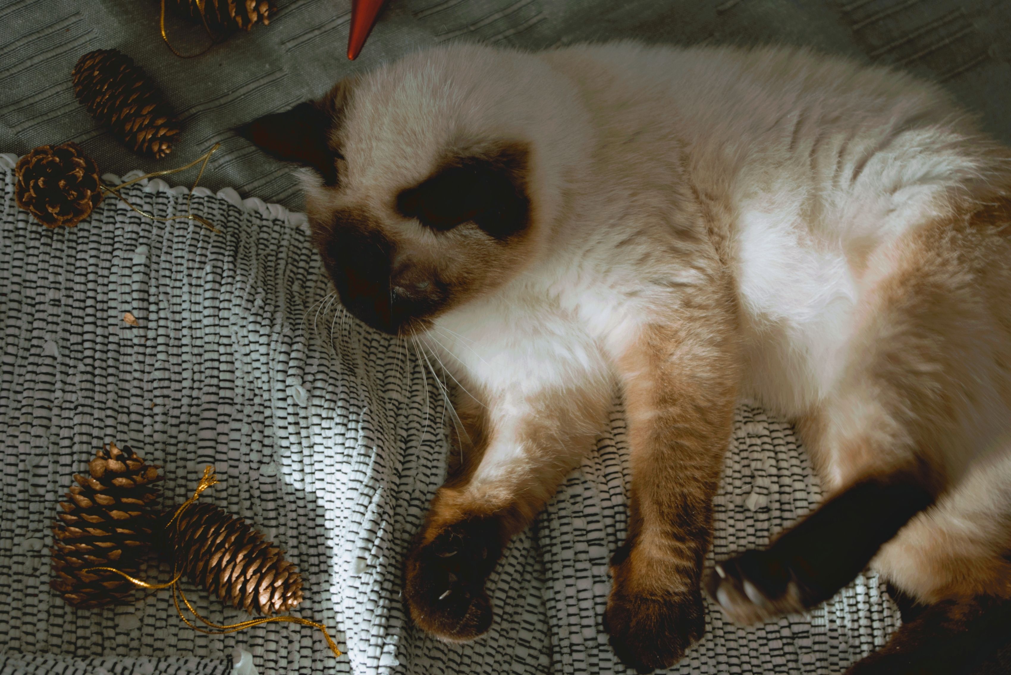 Pine Cones Near a Cat · Free Stock Photo