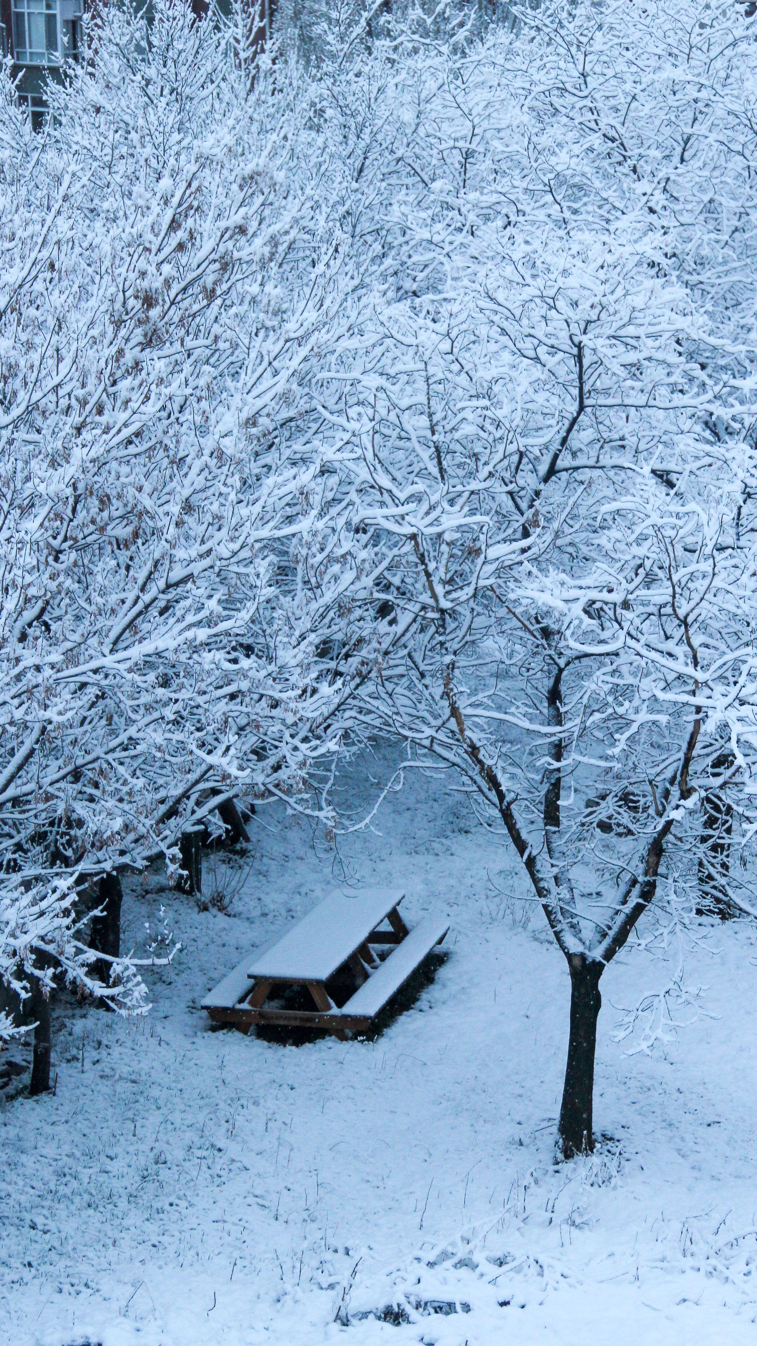 Snow Covered Picnic Table and Trees · Free Stock Photo