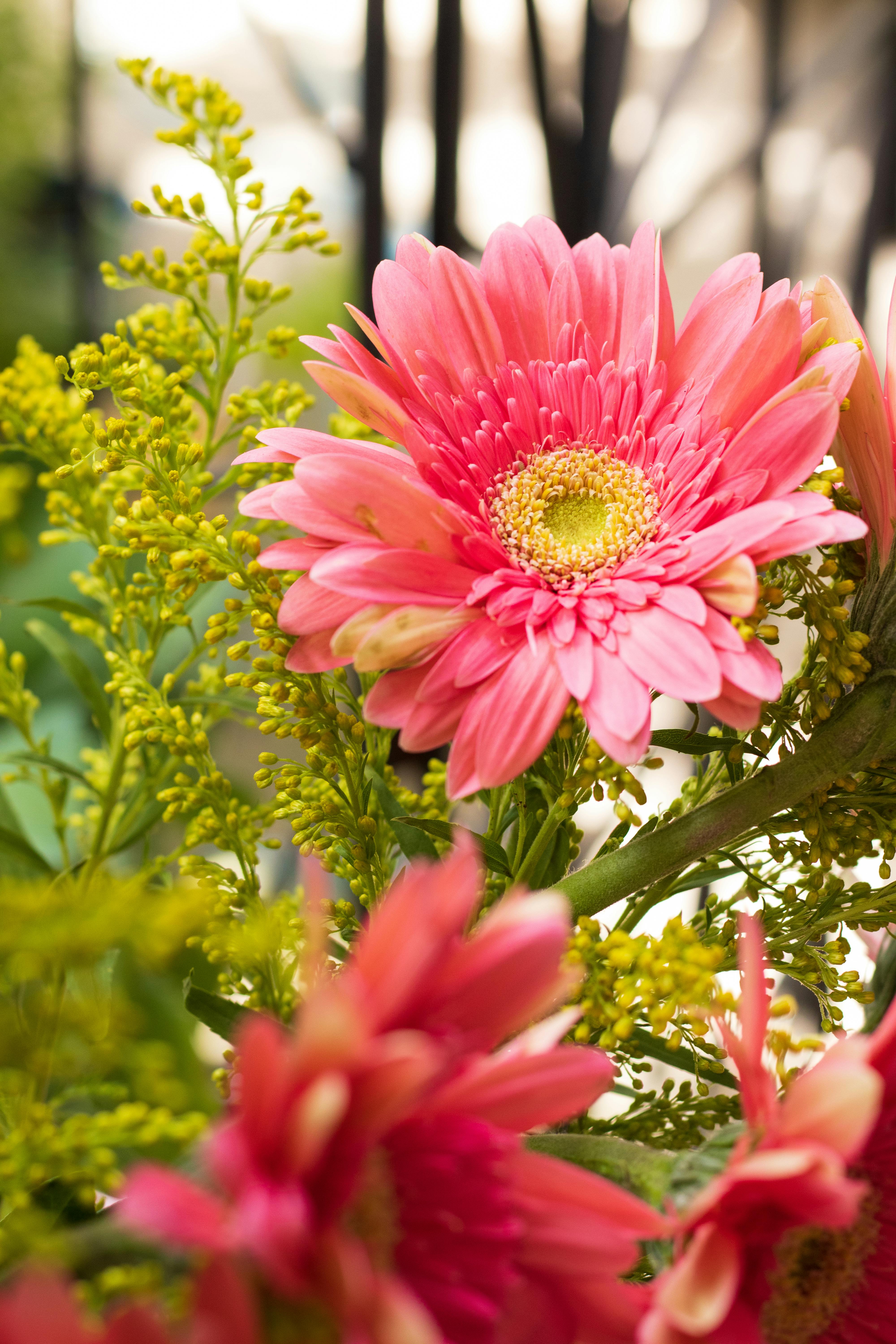 Flower Close Up · Free Stock Photo