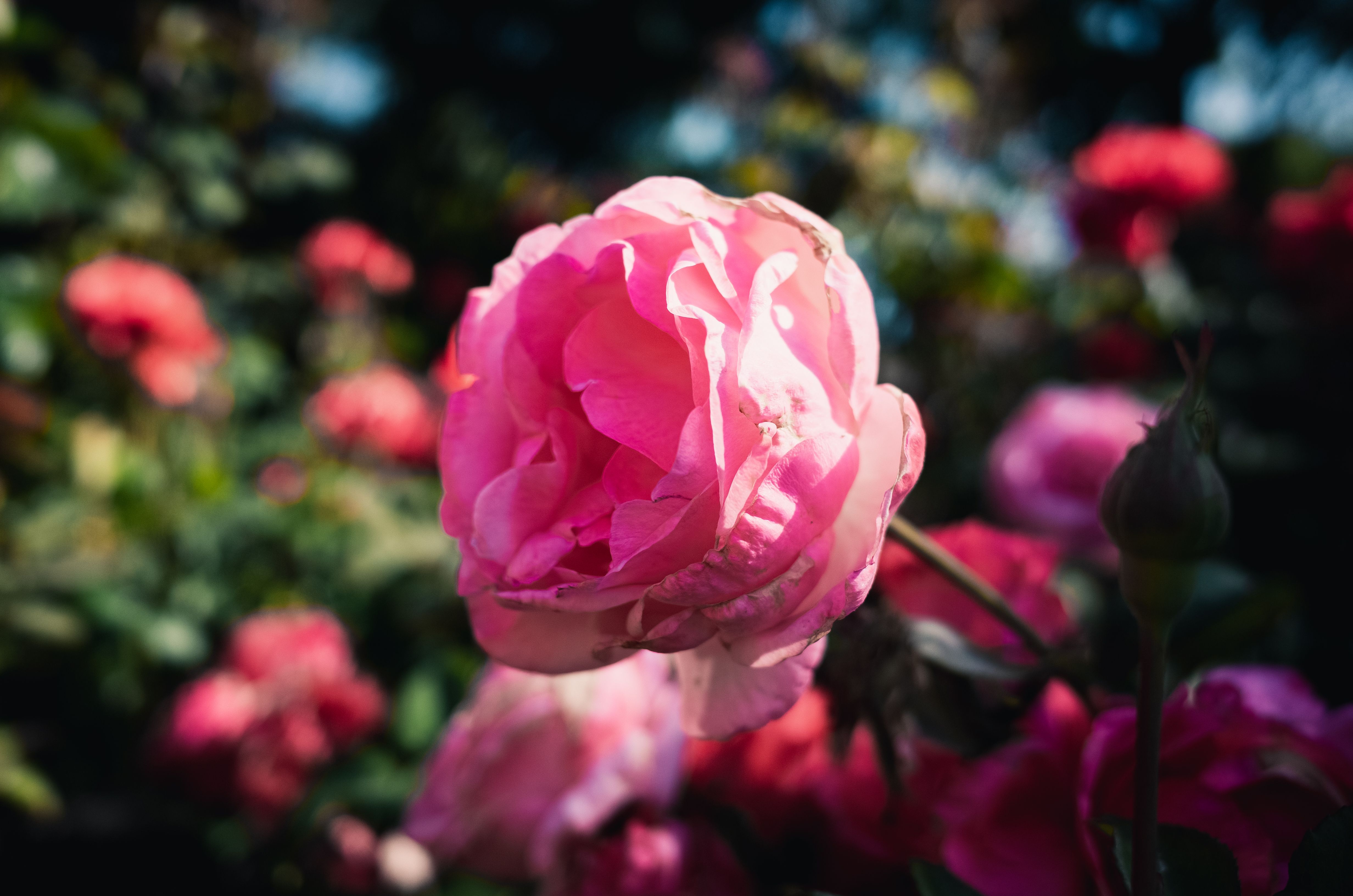 Pink Carnation Flowers in Close Up Photography · Free Stock Photo